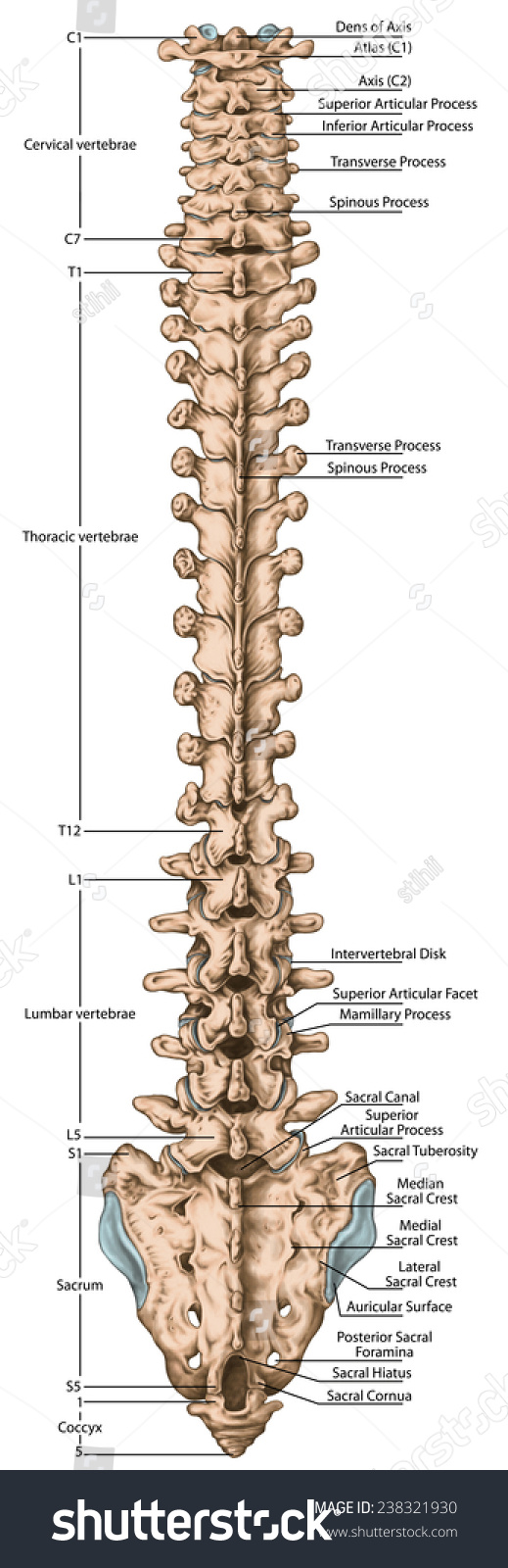 Didactic Board Anatomy Human Bony System ภาพประกอบสต็อก 238321930