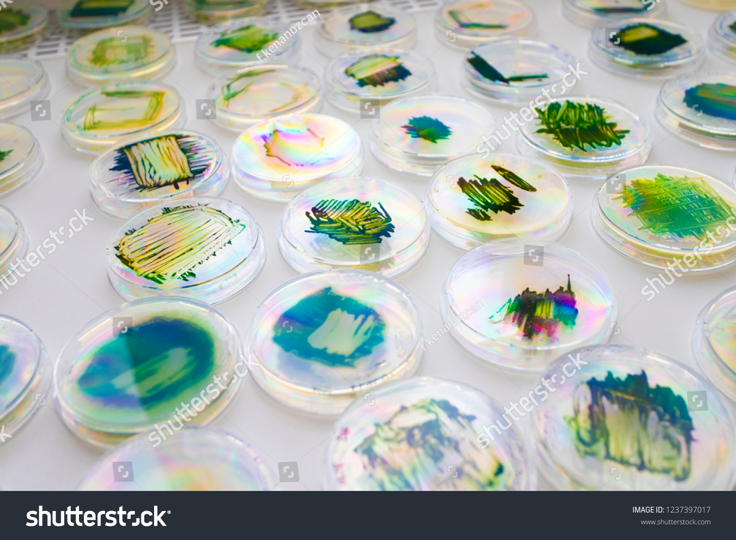Different Moss Types Lab Stock Photo (Edit Now) 1237397017