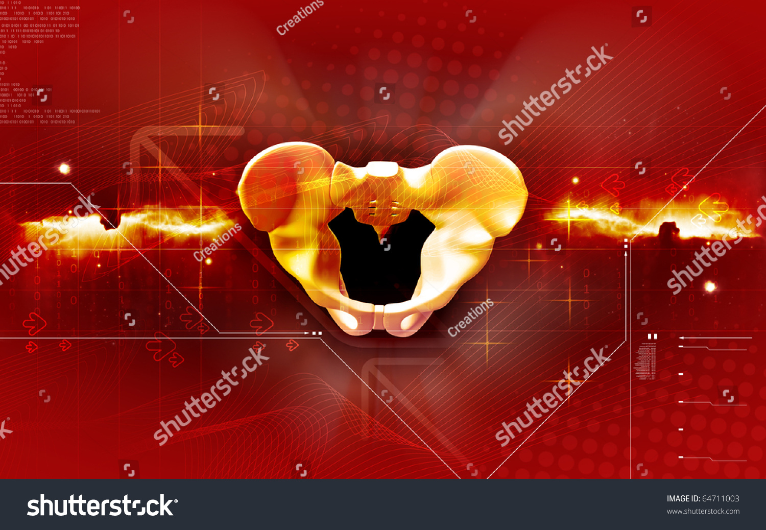 Digital Illustration Pelvic Girdle Colour Background Stock Illustration 64711003