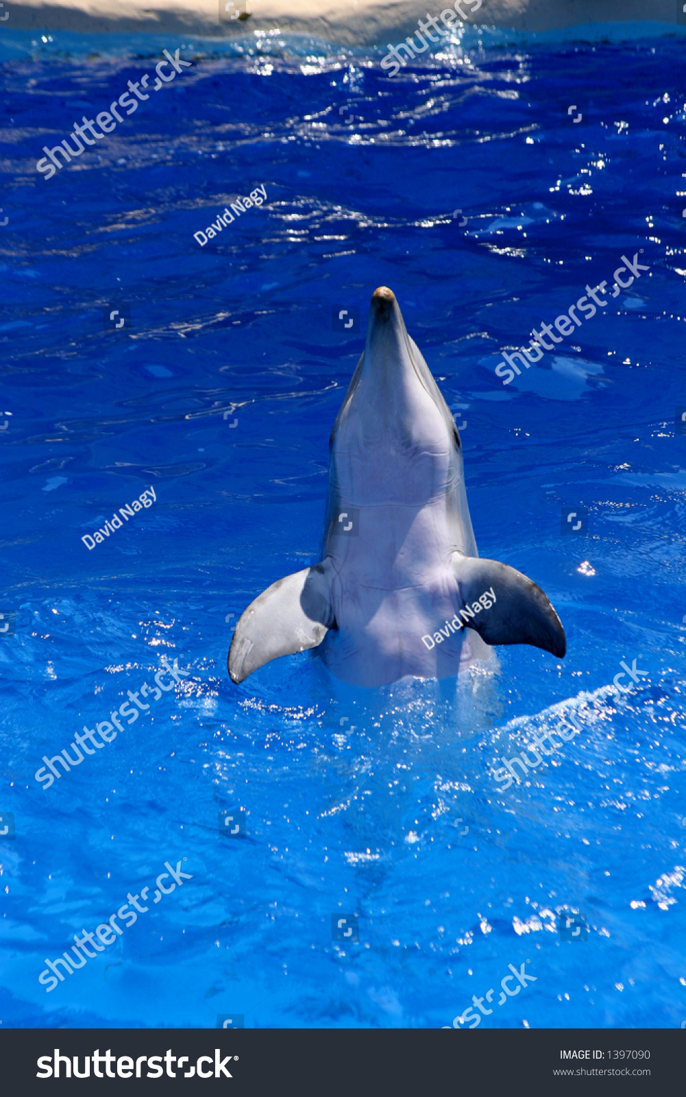 Dolphin Doing Tricks Stock Photo 1397090 : Shutterstock
