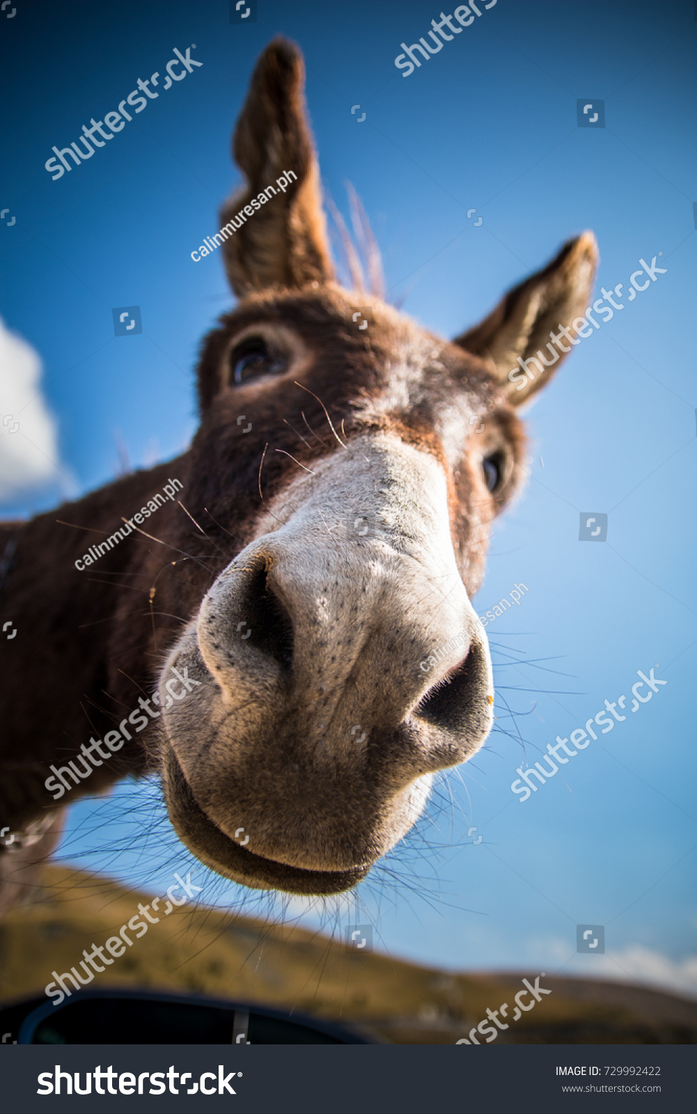 8,378 Donkey closeup Images, Stock Photos & Vectors | Shutterstock