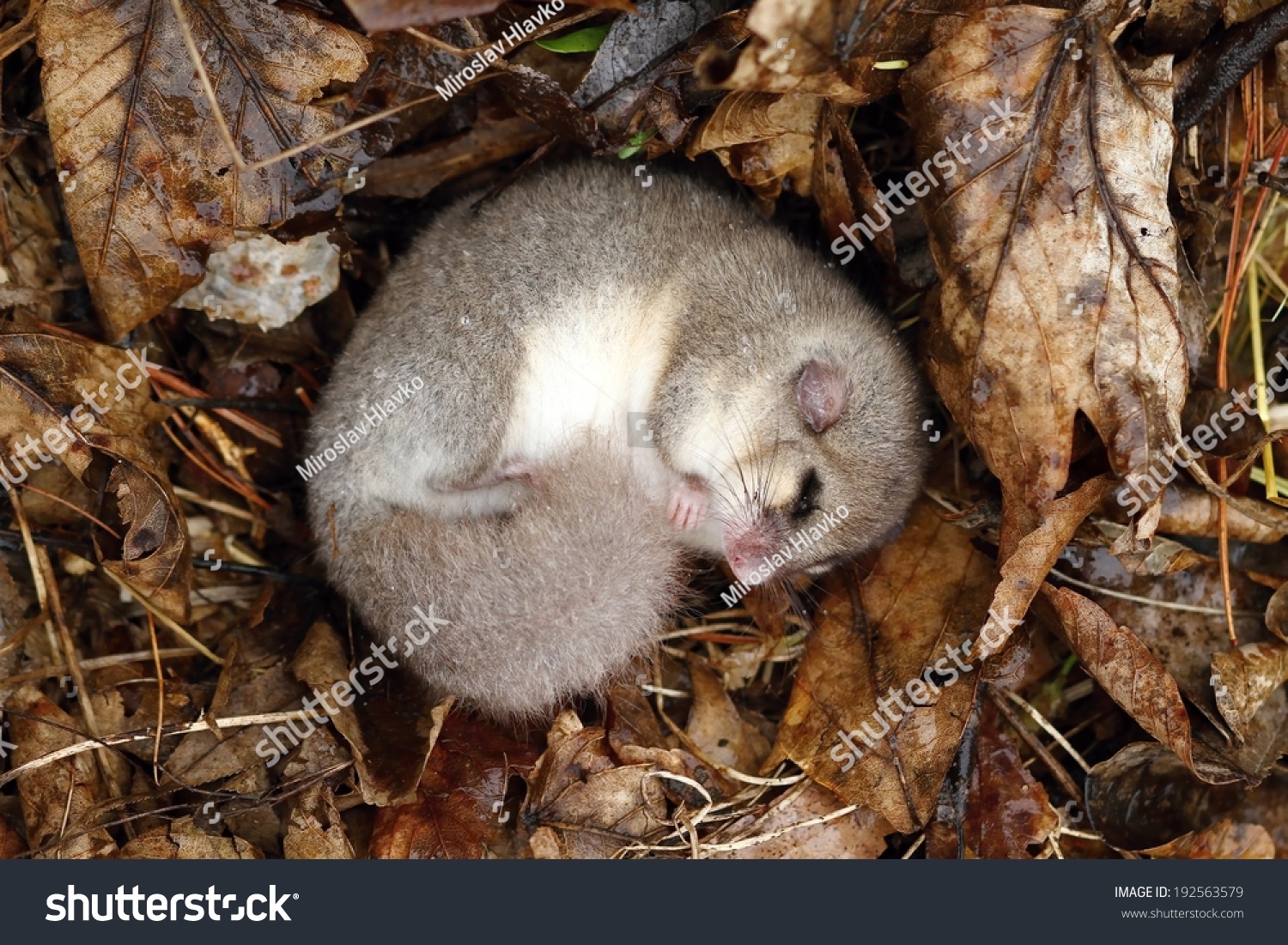 Dormouse Sleeping Stock Photo (Edit Now) 192563579 - Shutterstock