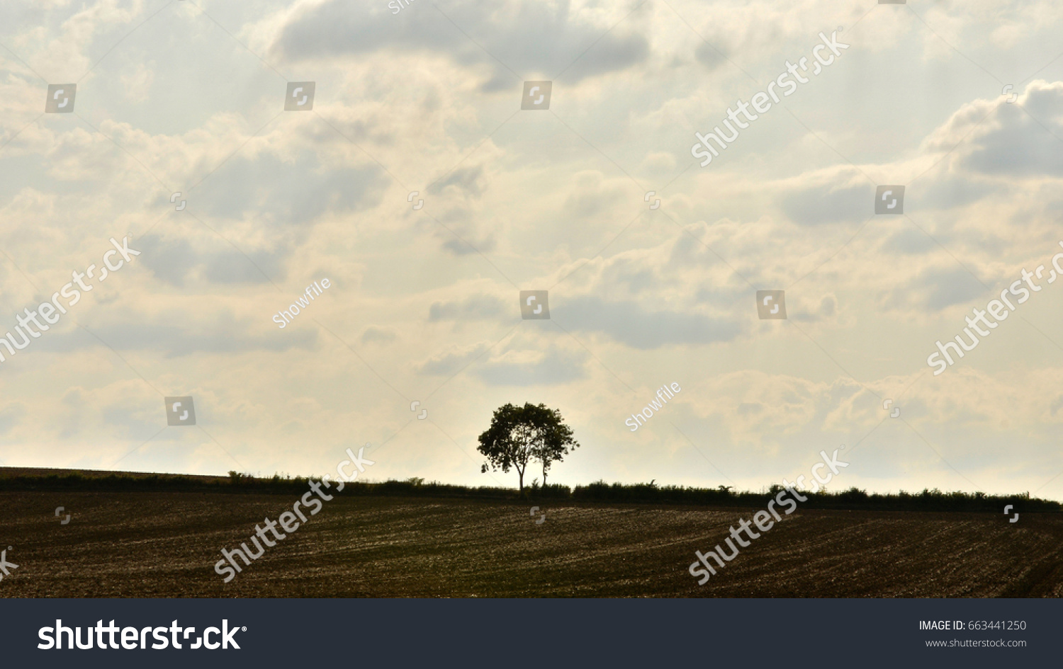 Dorsington Tree Stock Photo 663441250 | Shutterstock