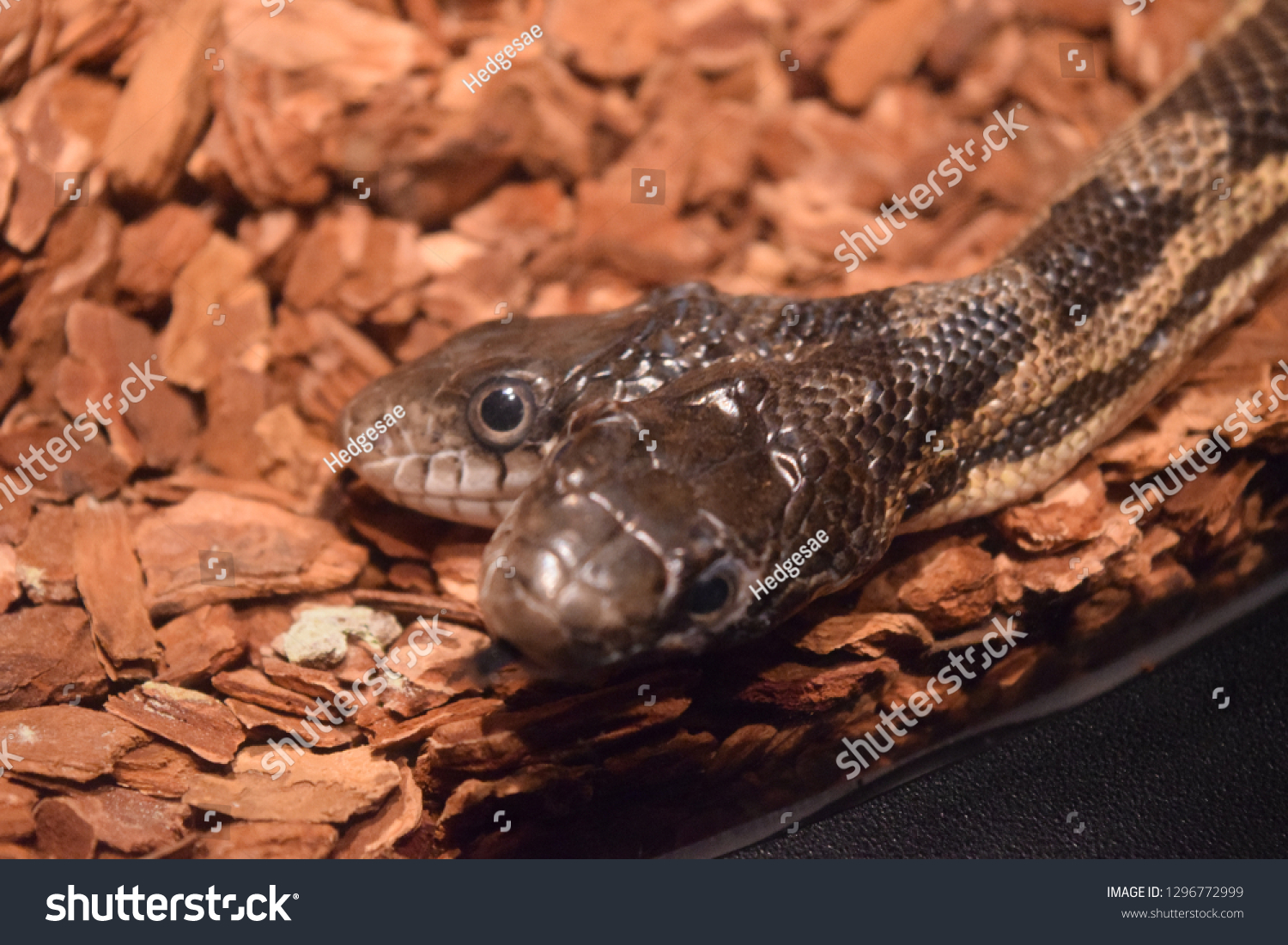 95 Double head snake Images, Stock Photos & Vectors | Shutterstock