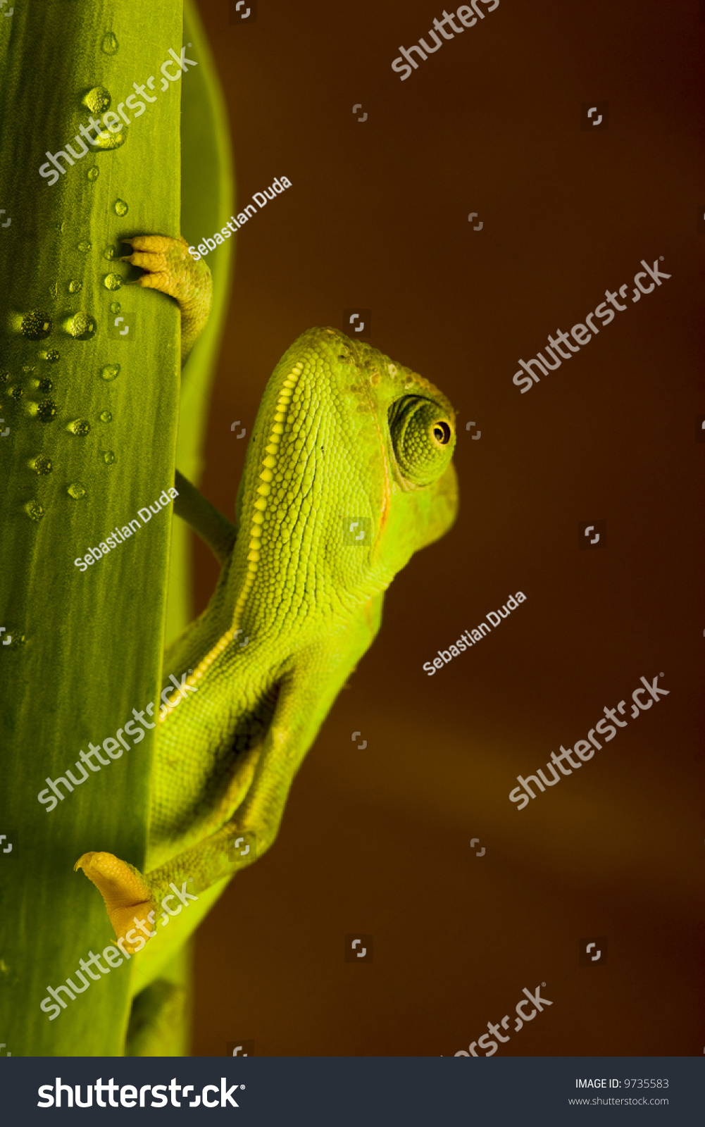 Dragon Stock Photo (Edit Now) 9735583