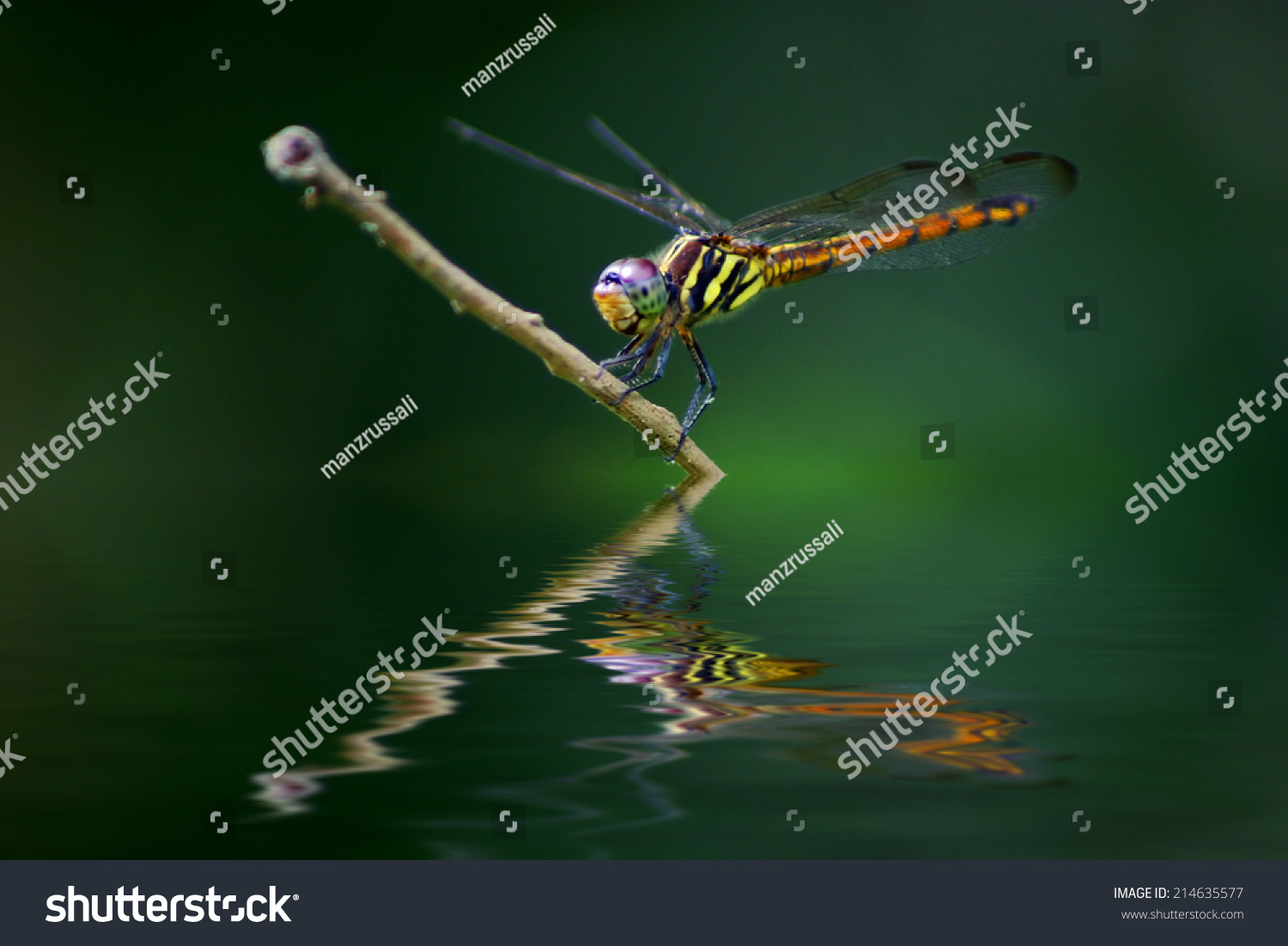 3,415 Dragonfly reflection Images, Stock Photos & Vectors | Shutterstock
