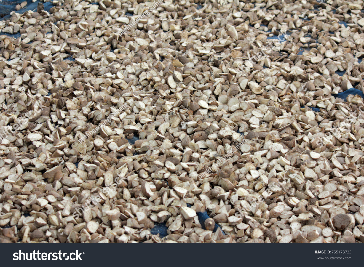 Dried Cassava Processing Stock Photo (Edit Now) 755173723