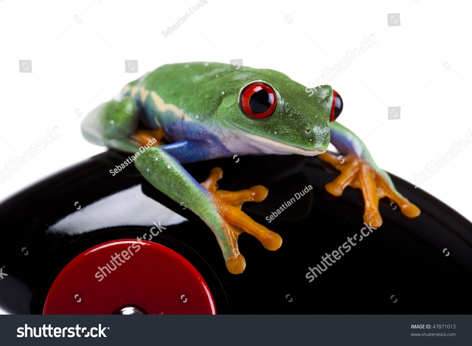 Driver Frog Stock Photo 47871013 | Shutterstock