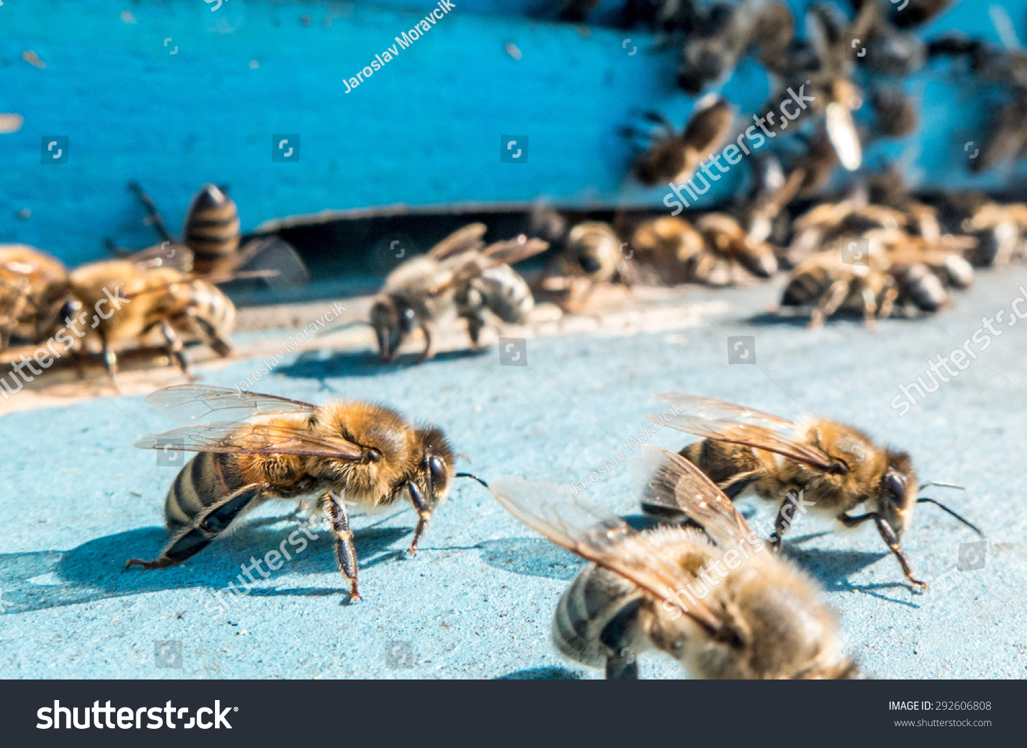 Drone Bees Stock Photo 292606808 | Shutterstock