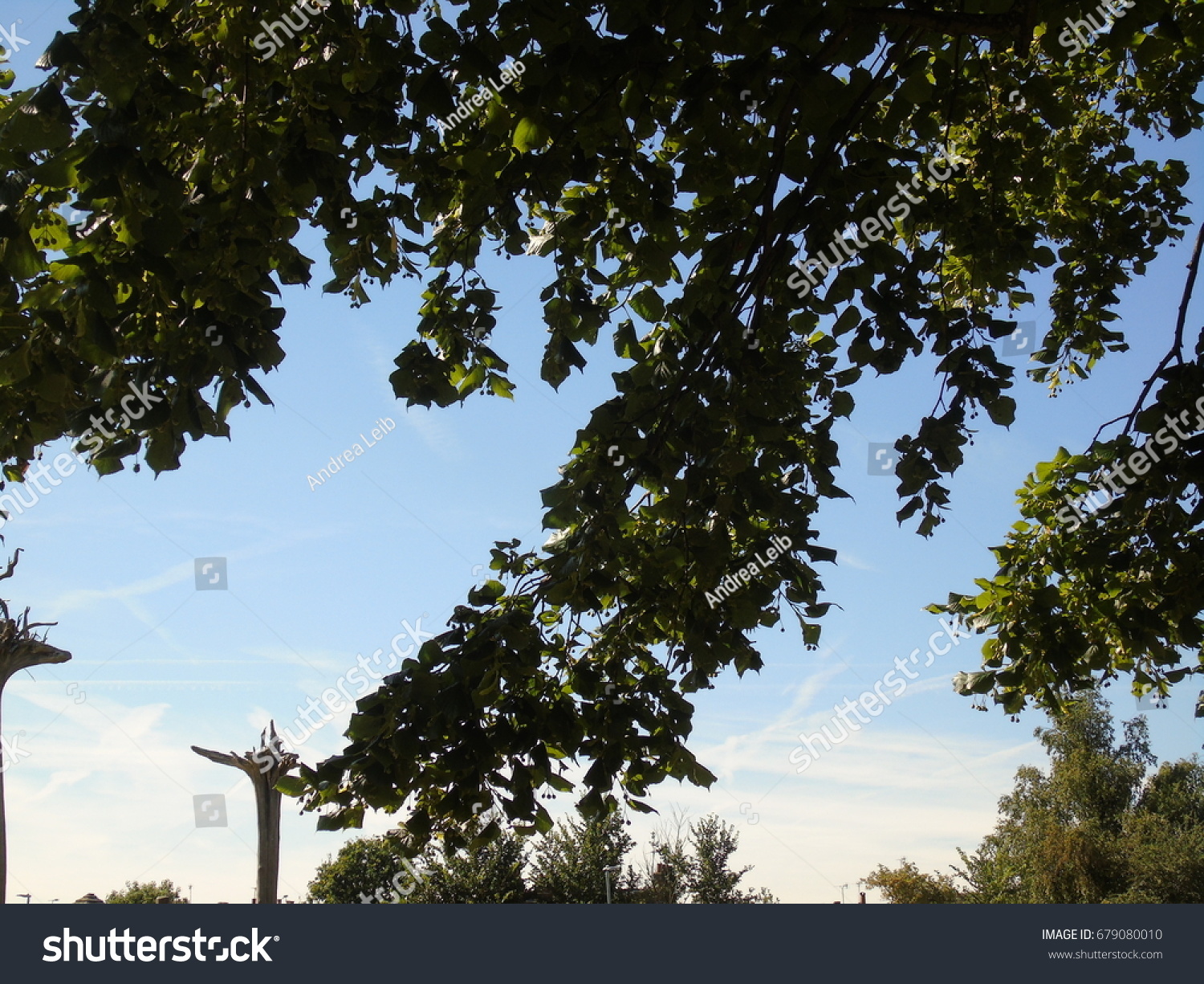 Drooping Tree Stock Photo 679080010 | Shutterstock