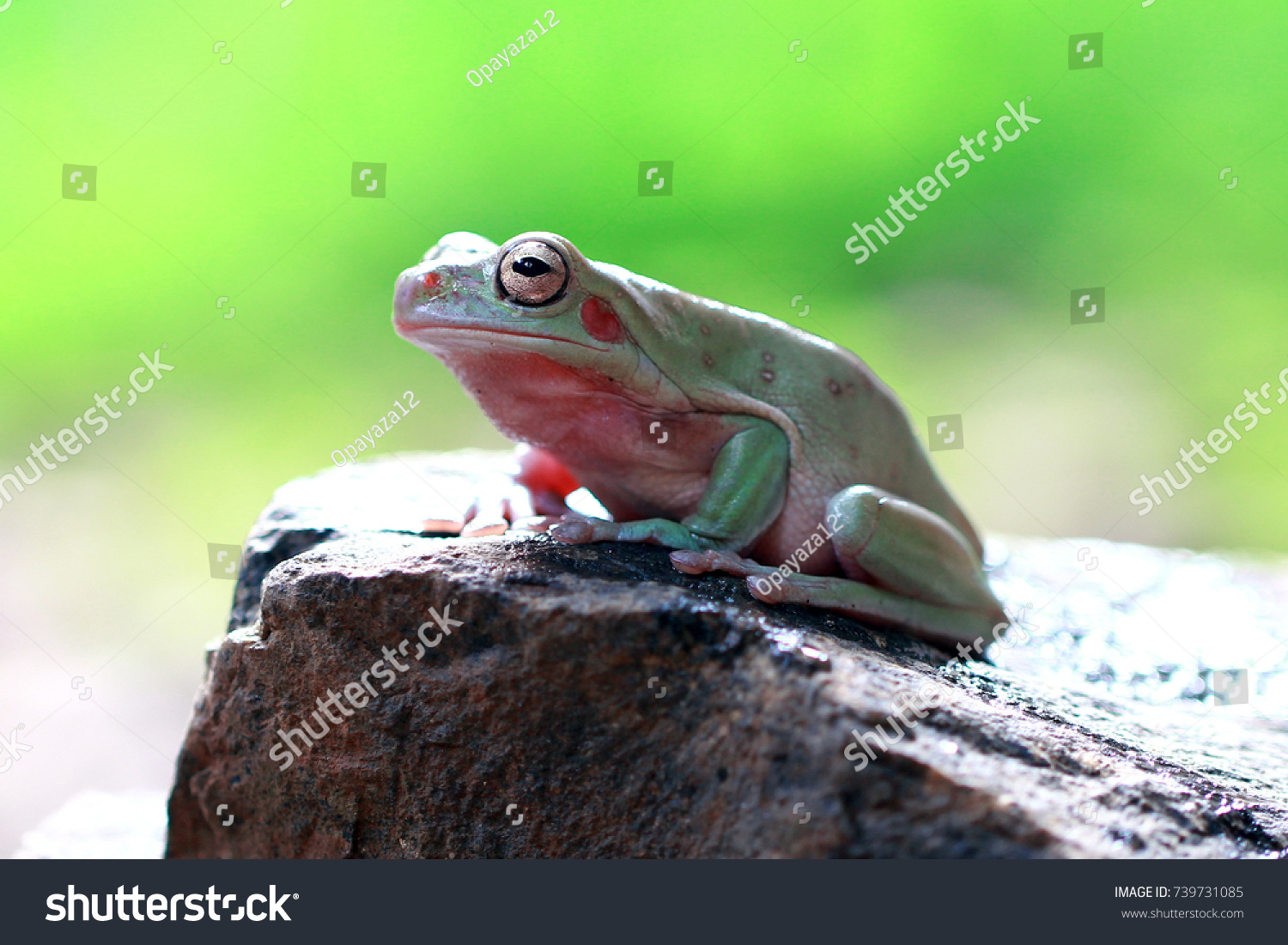 Dumpy Frog Snails Stock Photo 739731085 | Shutterstock