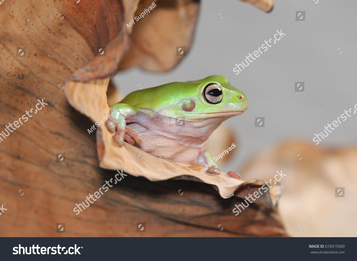 Dumpy Frog Tree Frog Frogs Stockfoto 618315569 | Shutterstock
