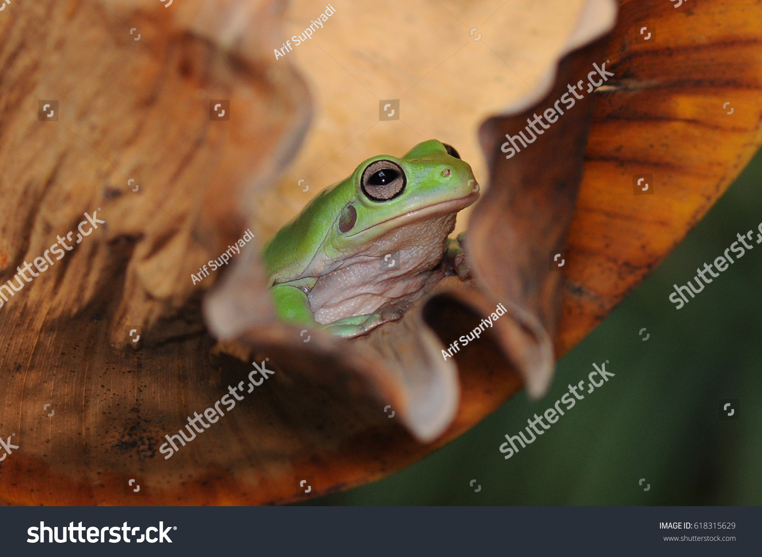 Dumpy Frog Tree Frog Frogs 스톡 사진 618315629 | Shutterstock