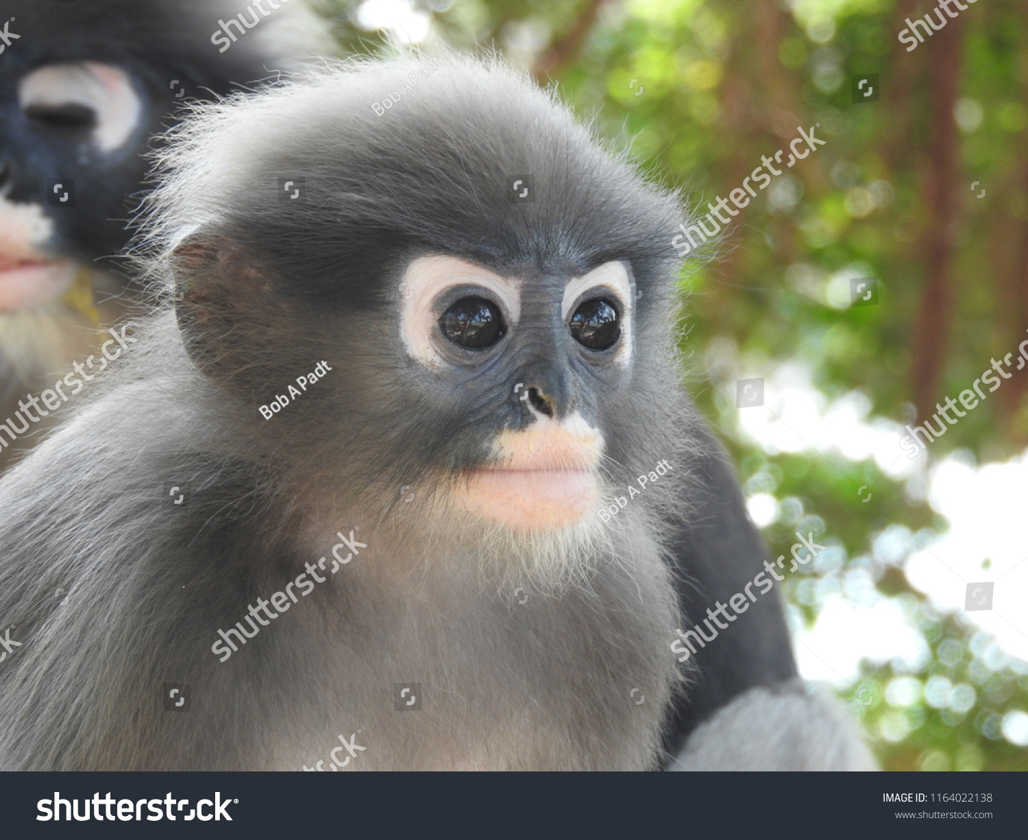Duskey Leaf Monkey Stock Photo 1164022138 | Shutterstock