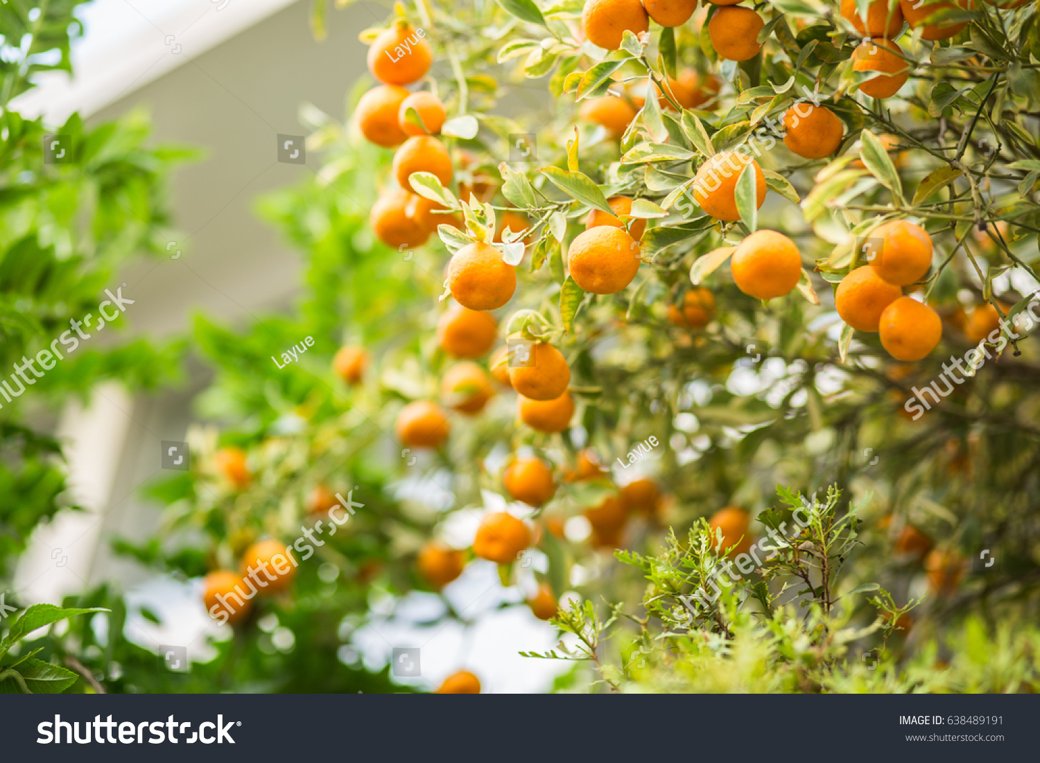 Dwarf Mandarin Tree Background Stock Photo (Edit Now) 638489191 ...