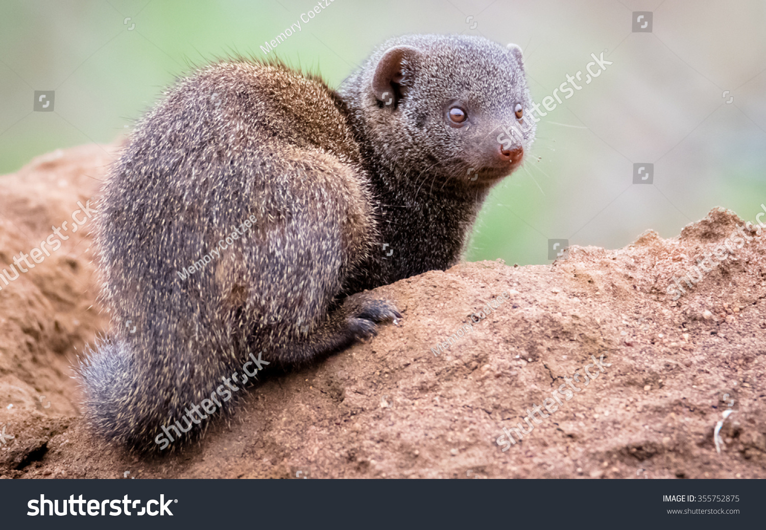 Dwarf Mongoose Stock Photo (Edit Now) 355752875