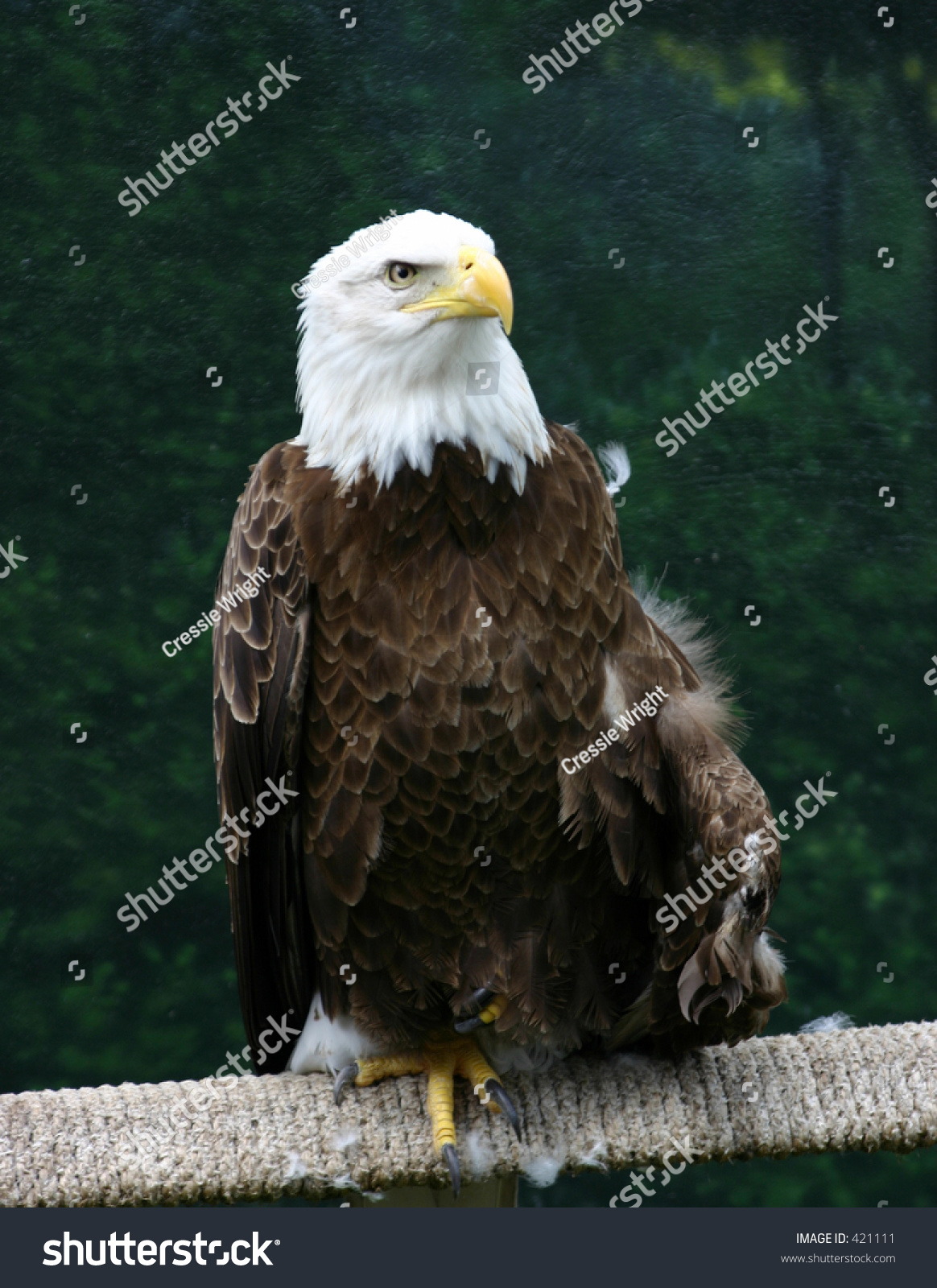 Eagle Full Body Stock Photo 421111 : Shutterstock