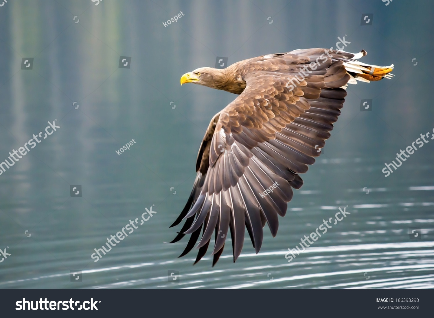 Eagle Sea Stock Photo 186393290 | Shutterstock