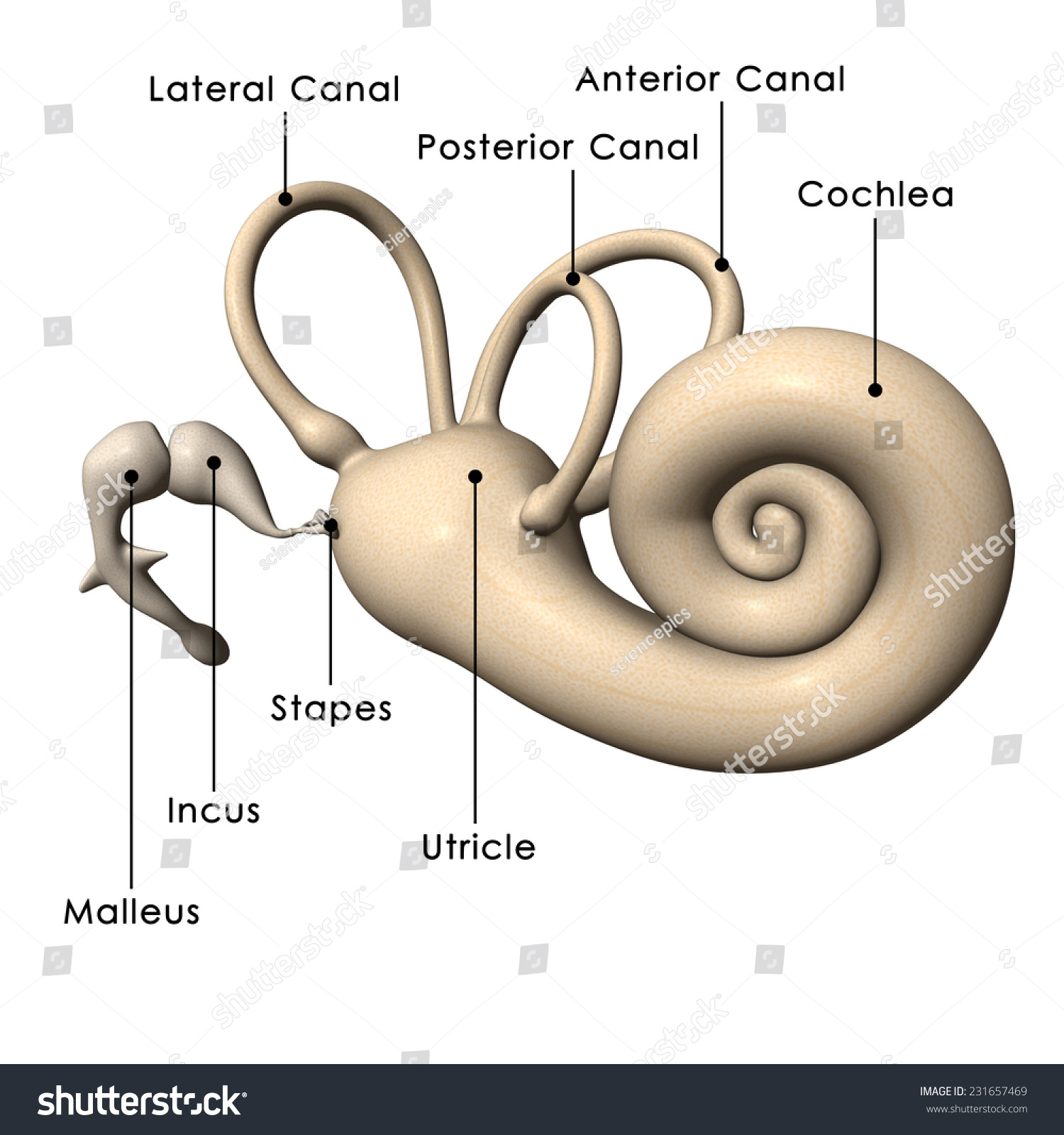 Eardrum Stock Photo 231657469 : Shutterstock