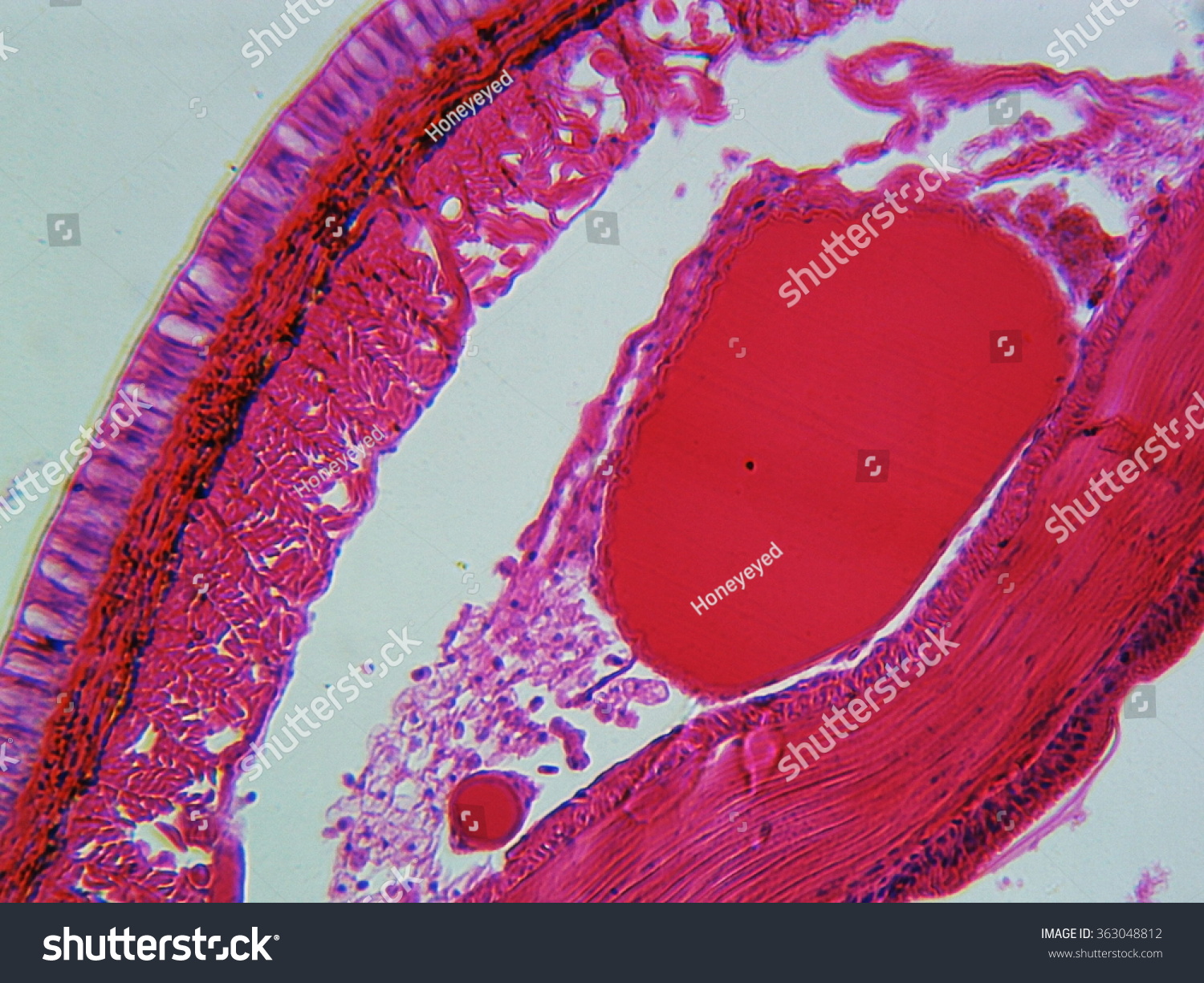Earthworm Under Microscope Stock Photo 363048812 | Shutterstock