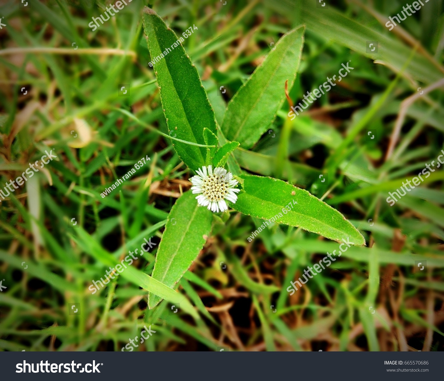 258 Eclipta alba Images, Stock Photos & Vectors | Shutterstock