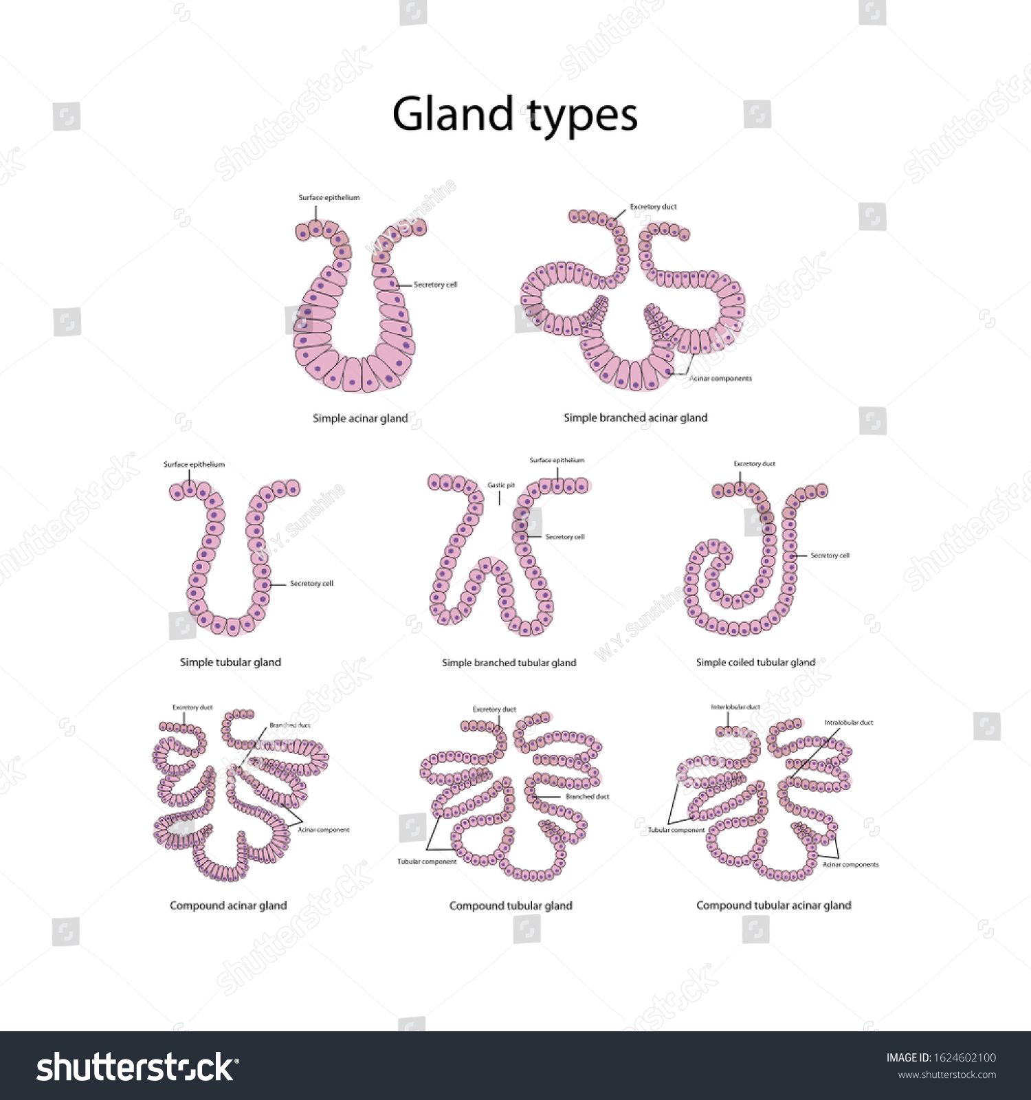 Education Chart Anatomy Classification Glands Simple Stock Illustration 1624602100 Shutterstock