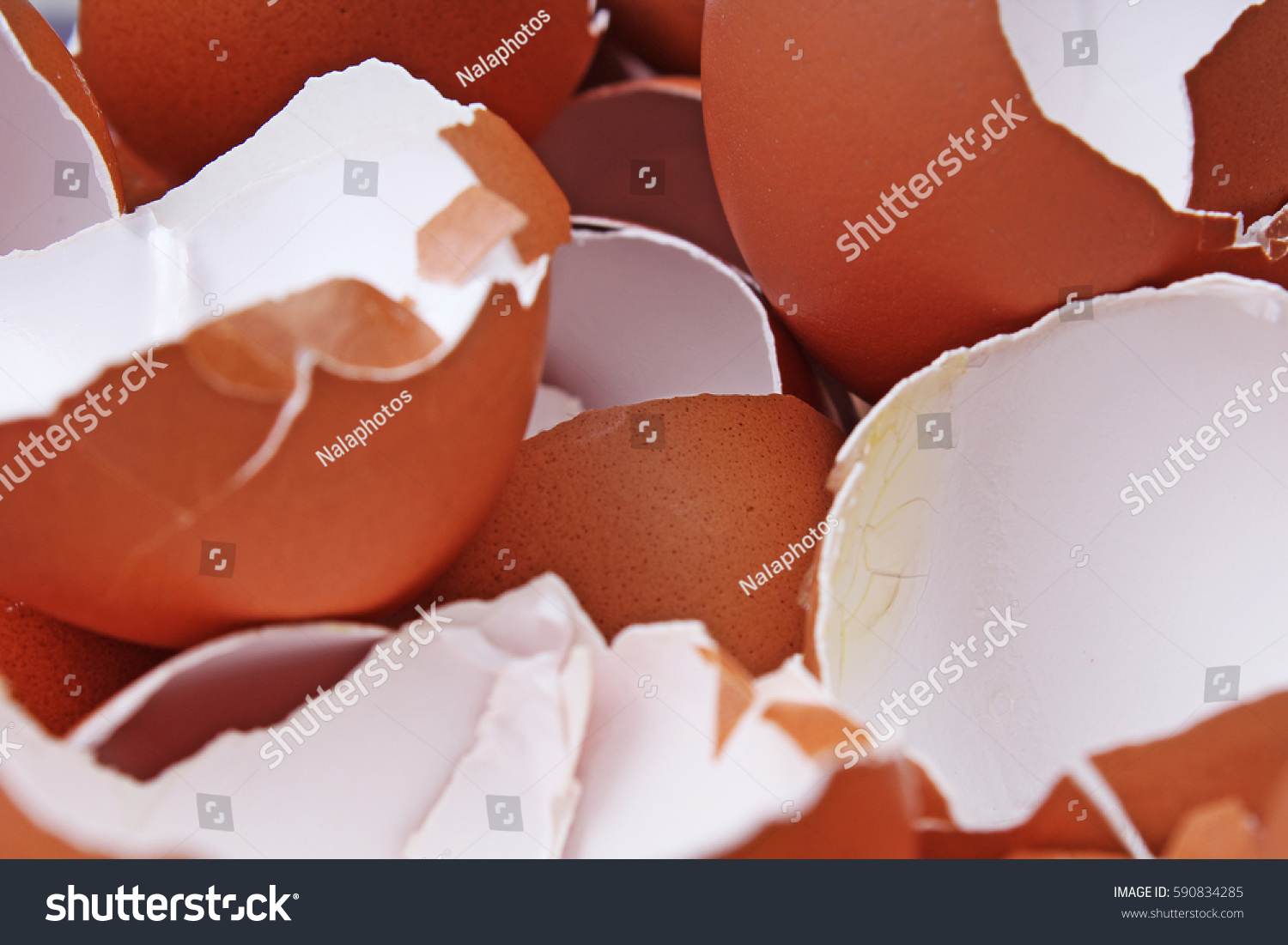 Egg Shell Texture Egg Shells Background Stock Photo 590834285 ...