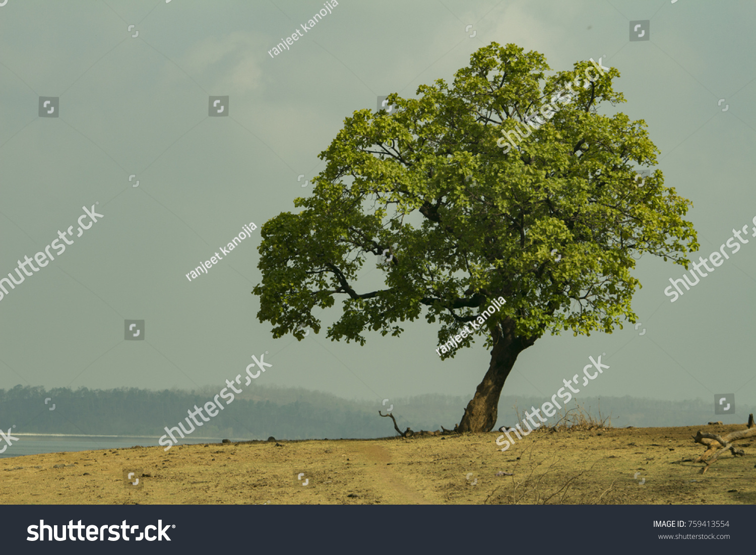 Empty Alone Tree Stock Photo 759413554 | Shutterstock