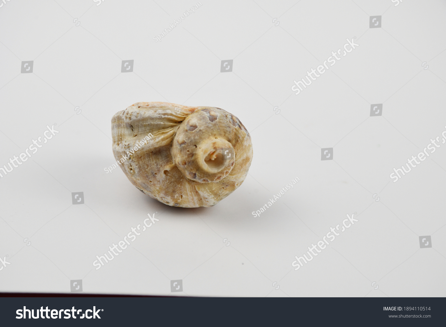 Empty Seashell On White Background Stock Photo (Edit Now) 1894110514