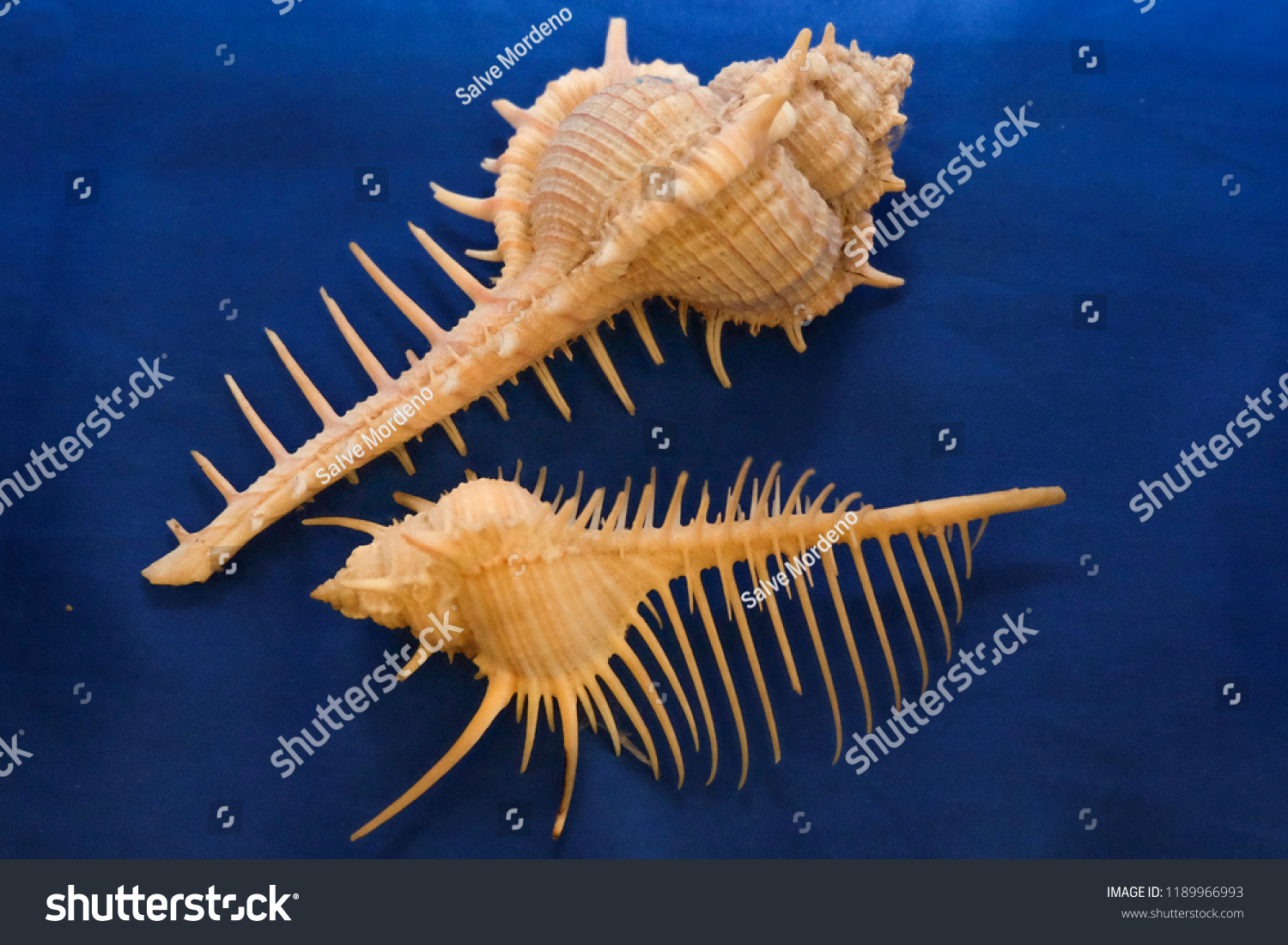 3,093 Spiky shells Images, Stock Photos & Vectors | Shutterstock