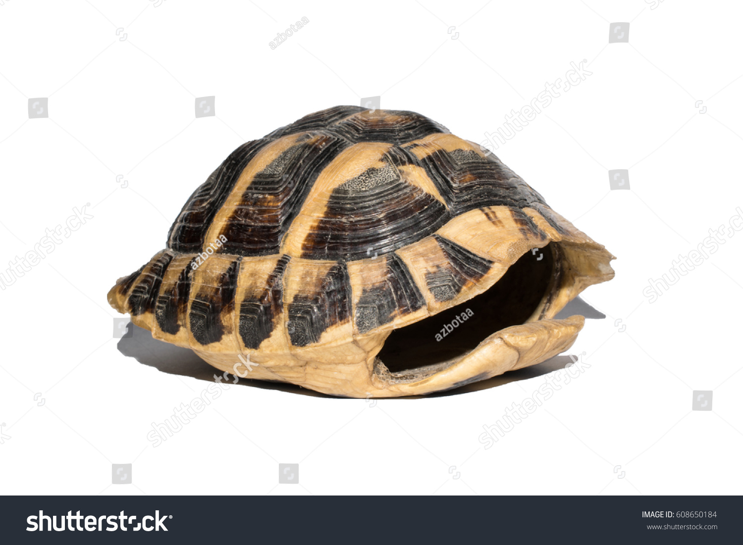 413 Empty turtle shell Images, Stock Photos & Vectors | Shutterstock