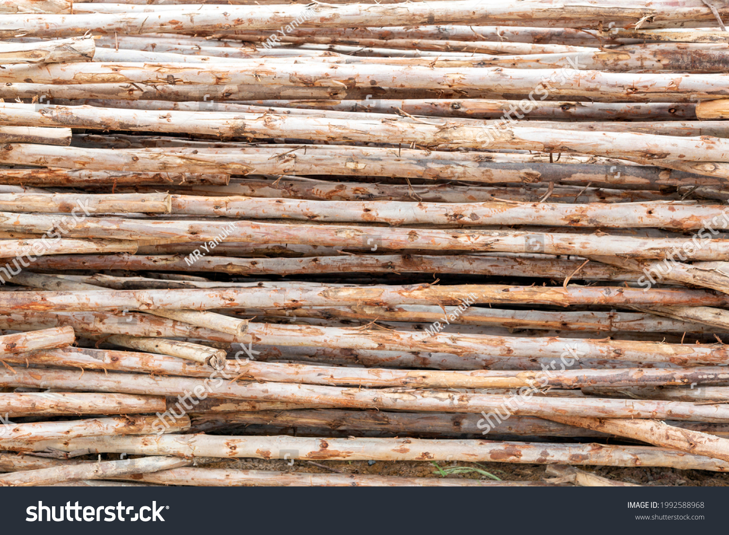 8,119 Peeling logs Images, Stock Photos & Vectors | Shutterstock