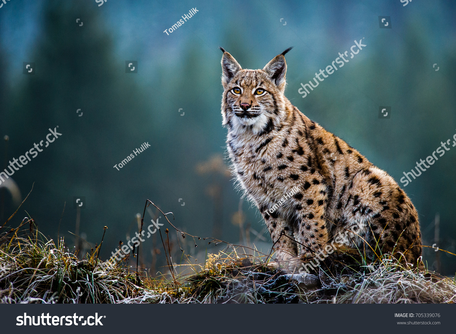 Eurasian lynx Images, Stock Photos & Vectors | Shutterstock
