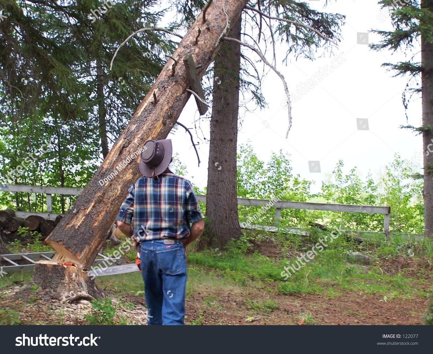 Faller Cutting Down Pine Tree Stock Photo 122077 | Shutterstock