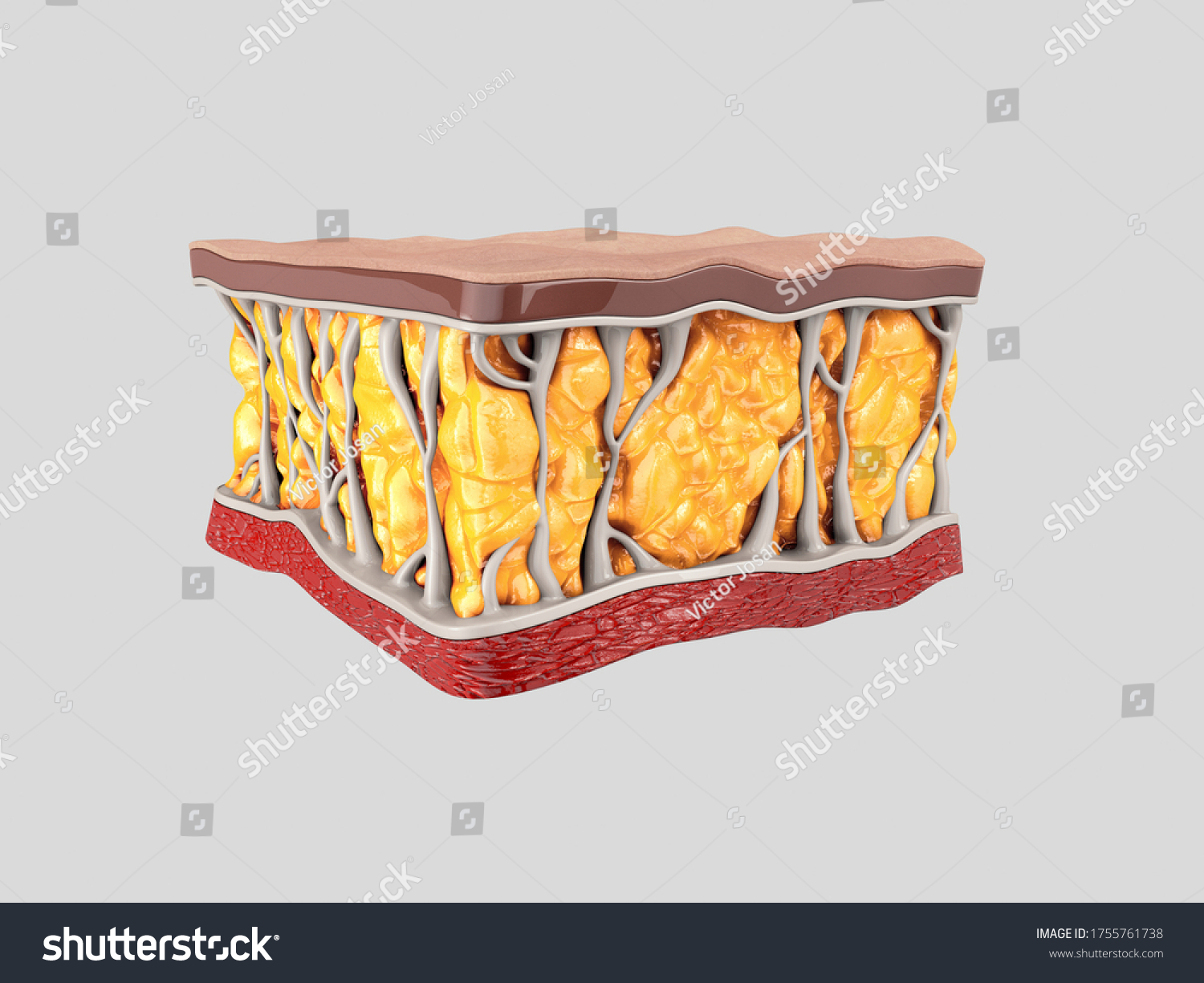 Fat Cells Inside Human Organism 3d Stock Illustration 1755761738