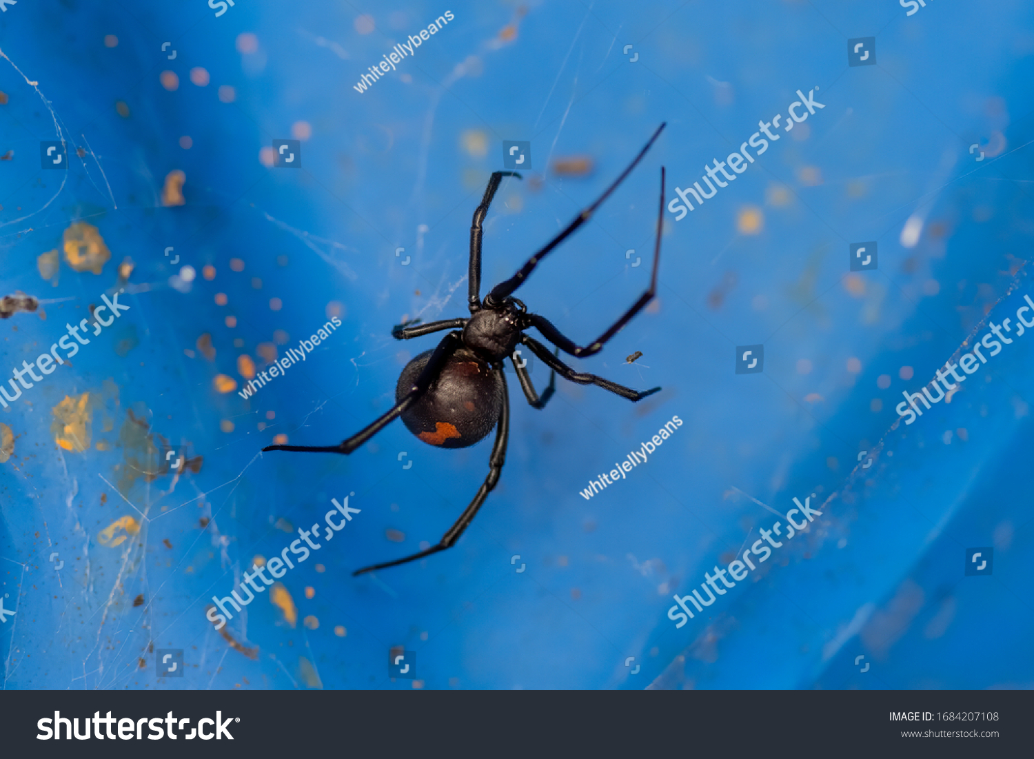 Female Redback Spider Dangerous Latrodectus Hasselti: Ảnh có sẵn (chỉnh ... Female Redback Spider Dangerous Latrodectus Hasselti: Ảnh có sẵn (chỉnh ...