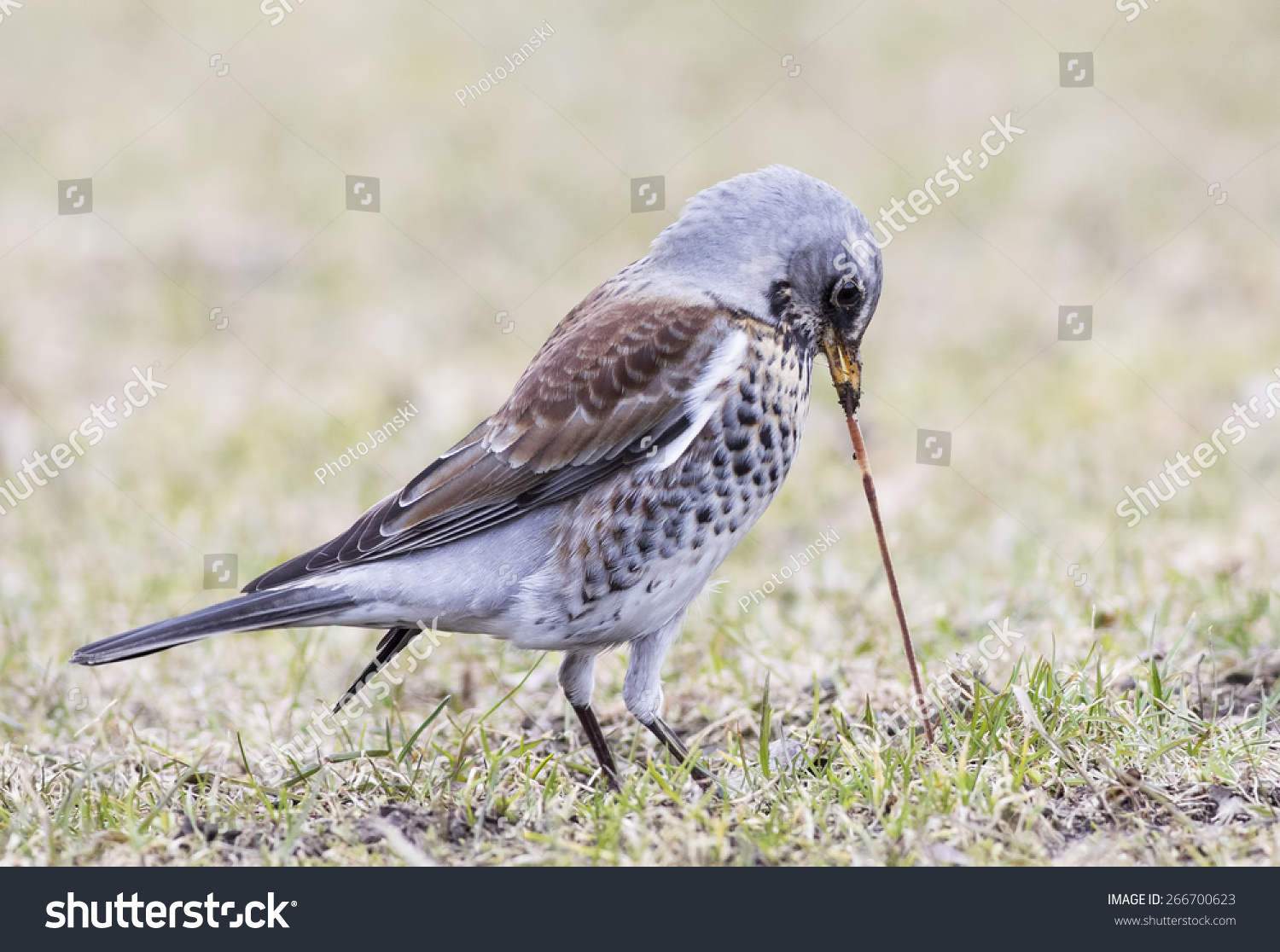 143 imagens de Bird pulling worm Imagens, fotos stock e vetores ...