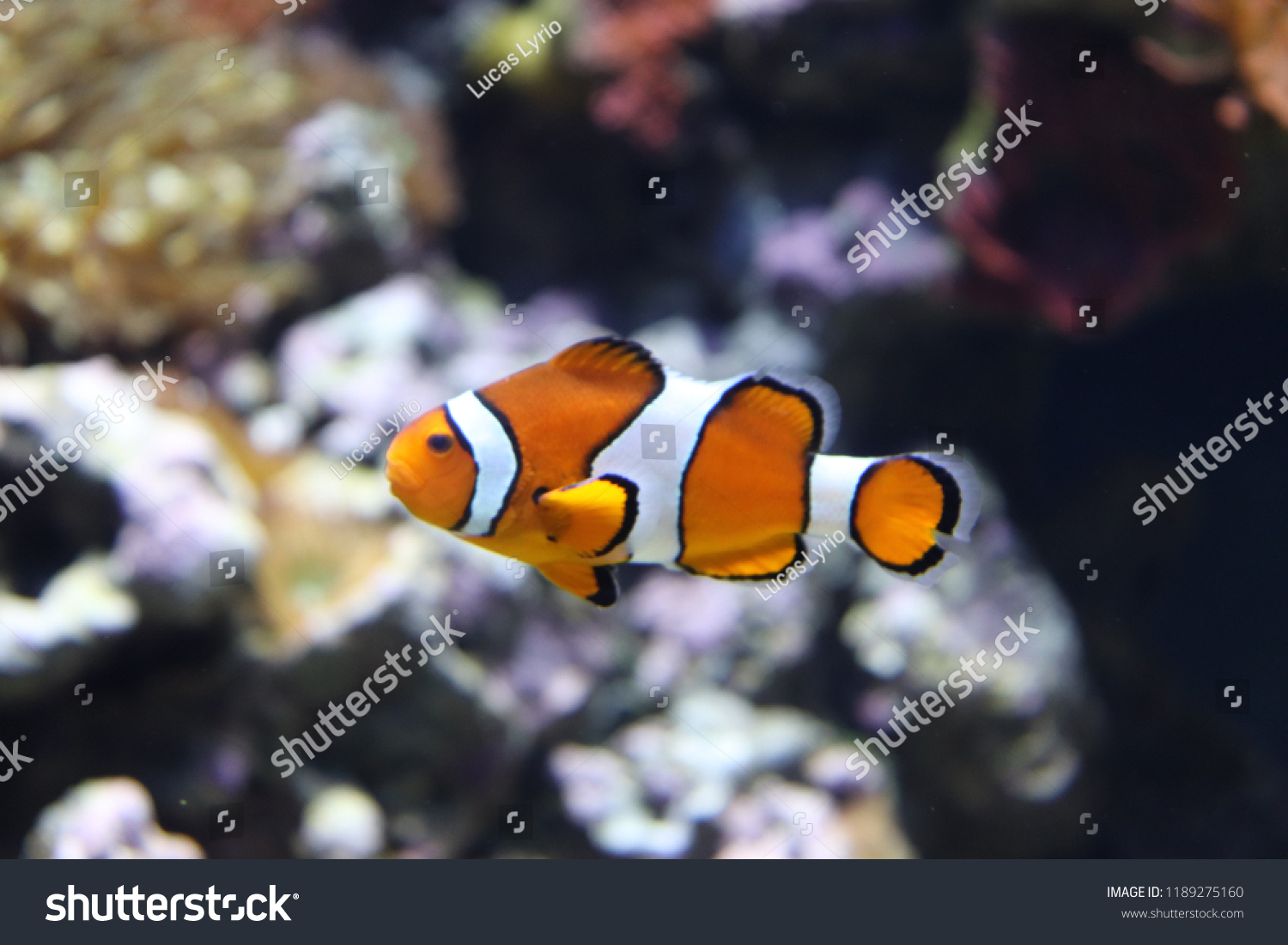 Finding Nemo Final Stock Photo (Edit Now) 1189275160