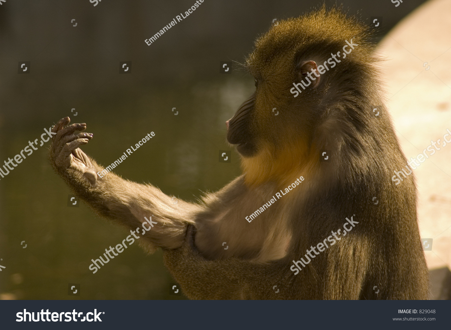 Finger Monkey Stock Photo (Edit Now) 829048