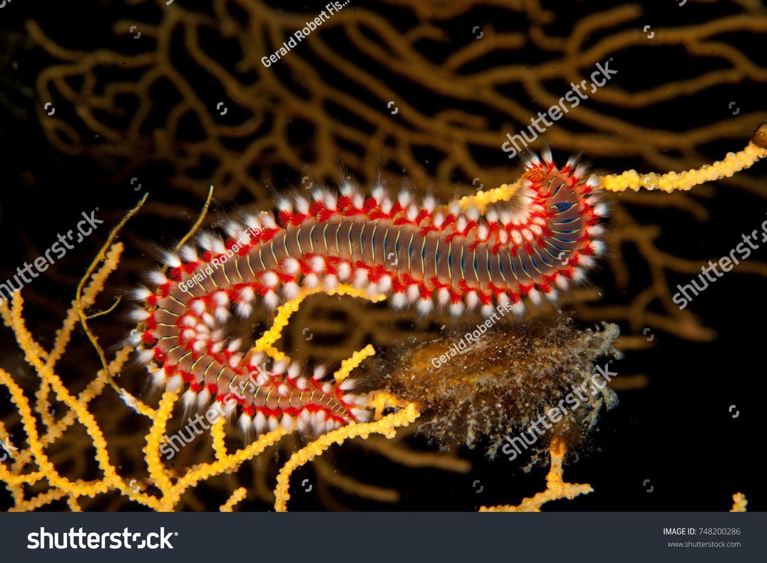 Fireworm Images, Stock Photos & Vectors | Shutterstock