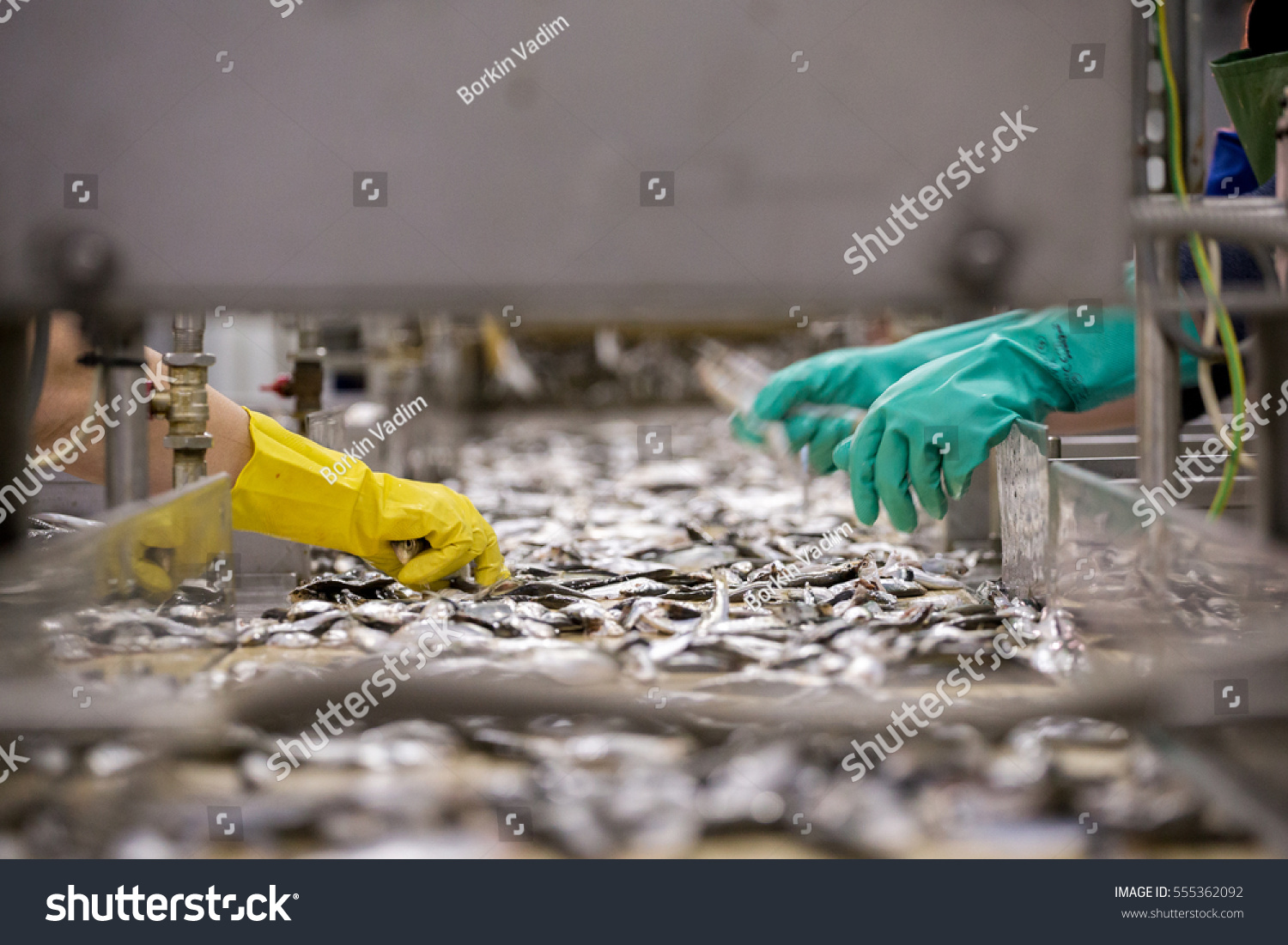 194 Tuna processing factory Images, Stock Photos & Vectors | Shutterstock