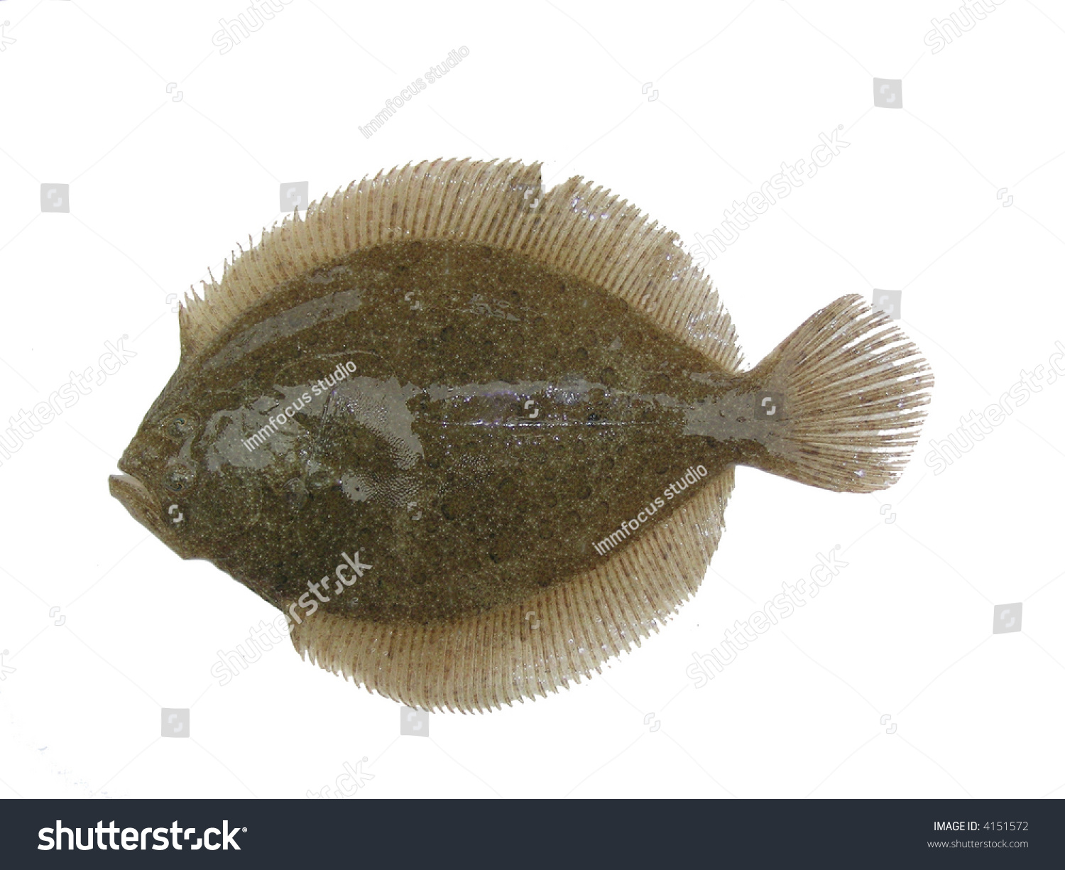 Ictiology Images Stock Photos Vectors Shutterstock
