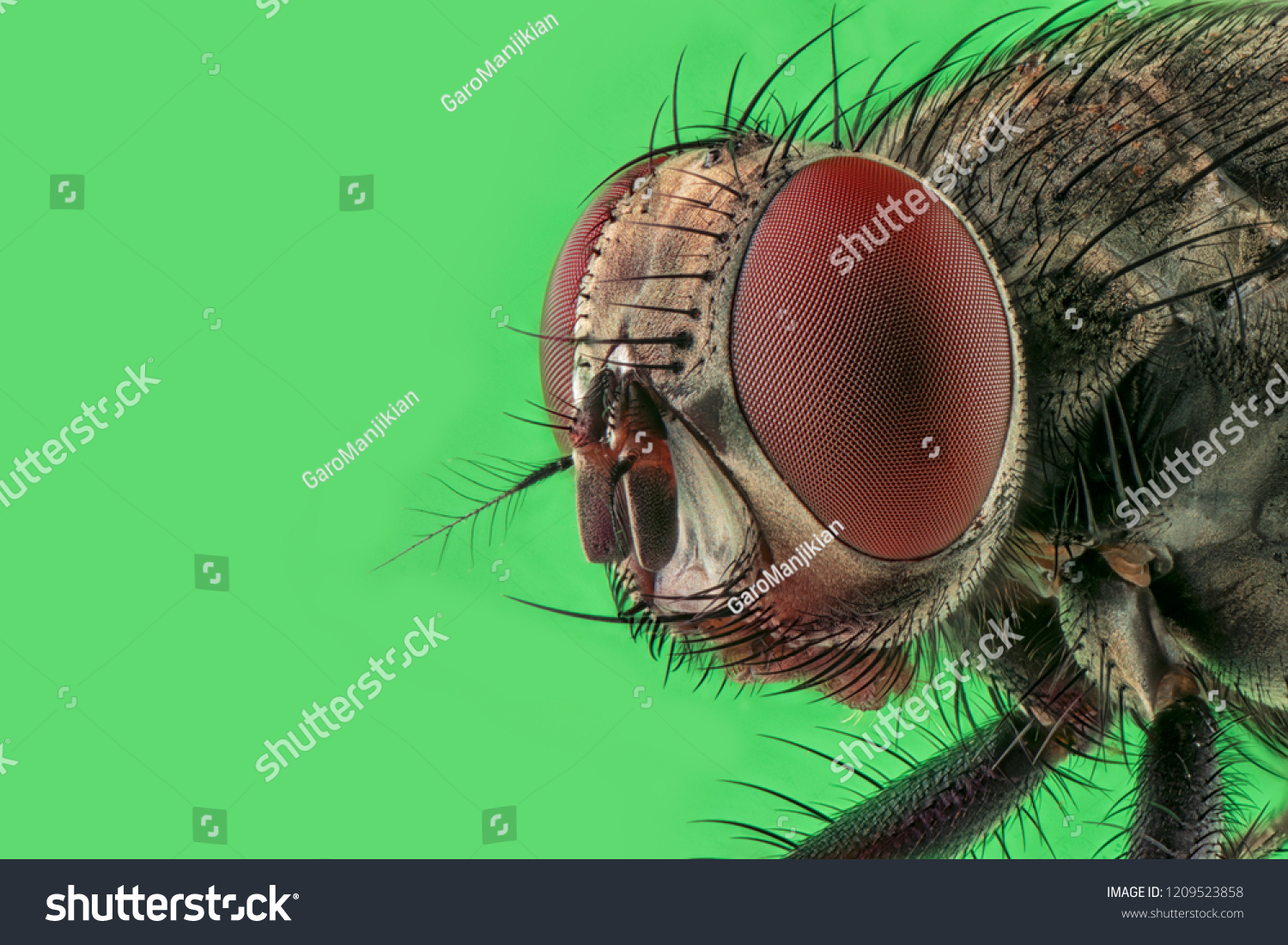 Flies head : 178 976 images, photos et images vectorielles de stock ...