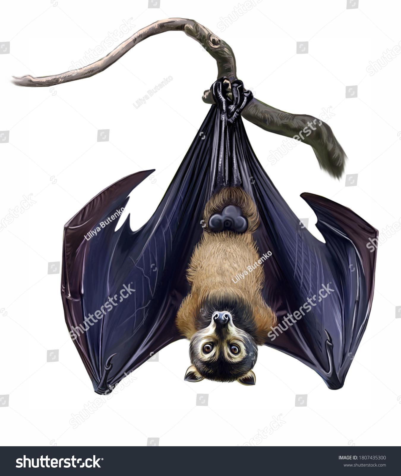 Flying Fox Pteropus Hanging Upside Down Stok İllüstrasyon 1807435300 Shutterstock