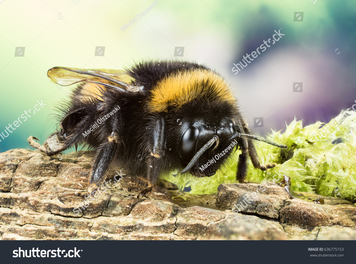 Focus Stacking Bufftailed Bumblebee Bumblebee Dumbledor: foto de stock ...