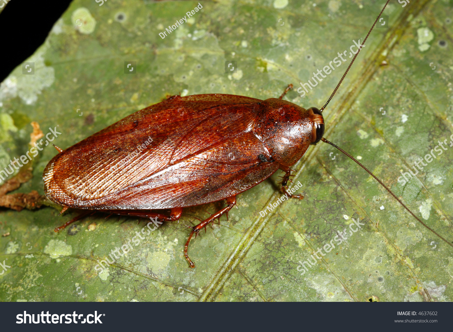 Forest Cockroach Stock Photo 4637602 : Shutterstock