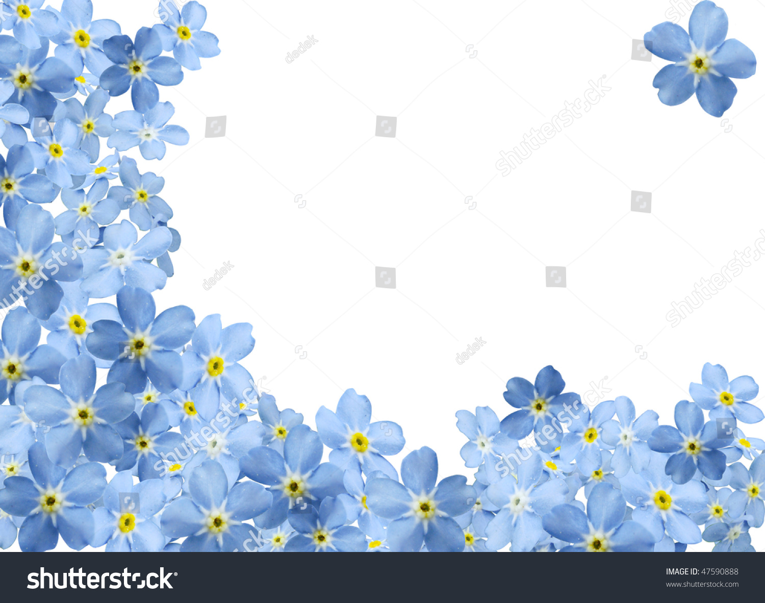 Forgetmenot Border Stock Photo 47590888 : Shutterstock