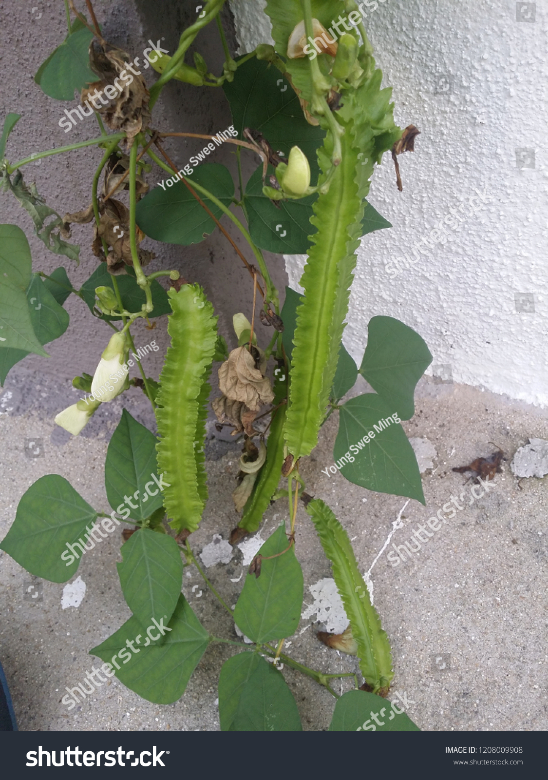 Four Angle Bean Stock Photo 1208009908 | Shutterstock