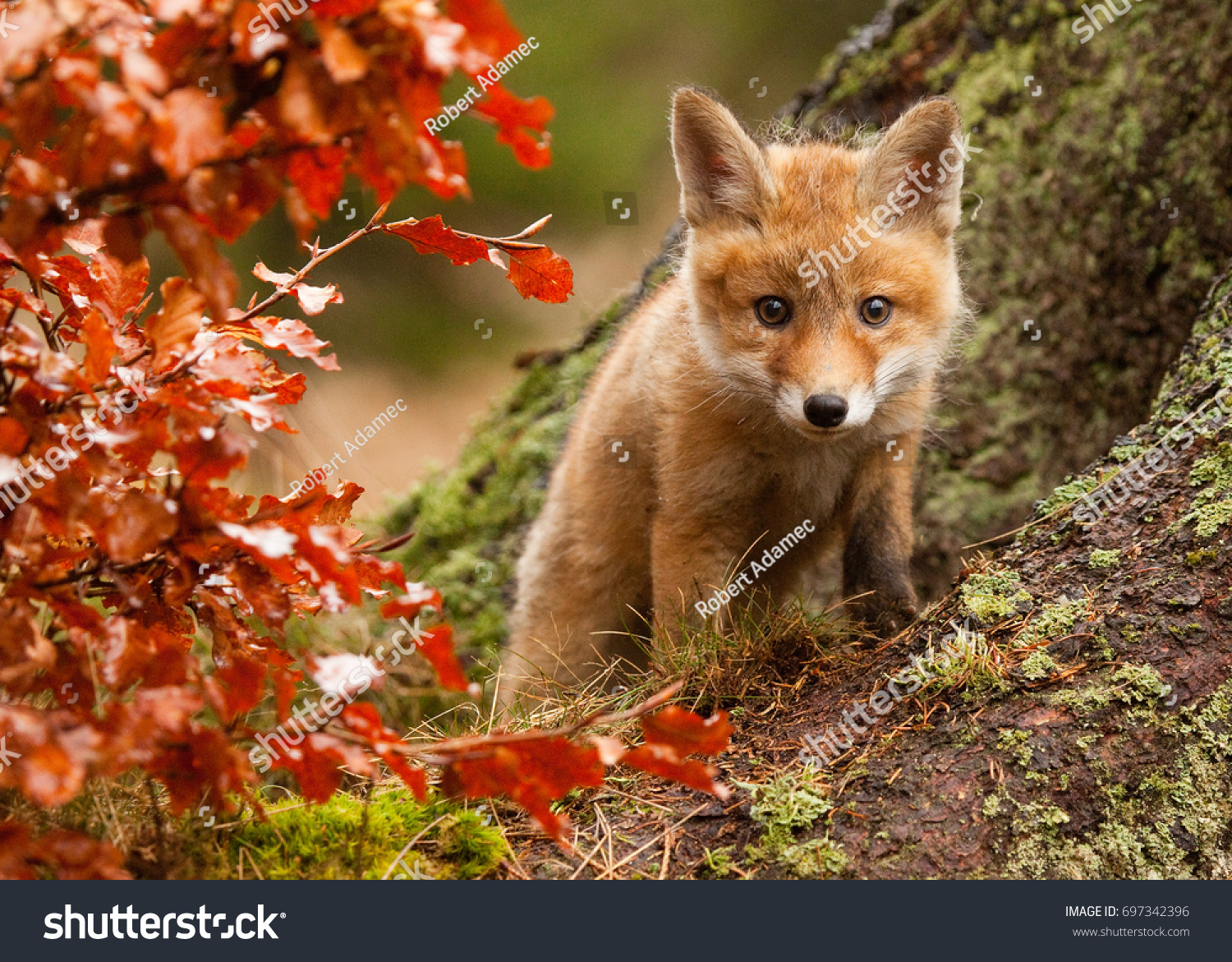 35,803 Young red fox Images, Stock Photos & Vectors | Shutterstock