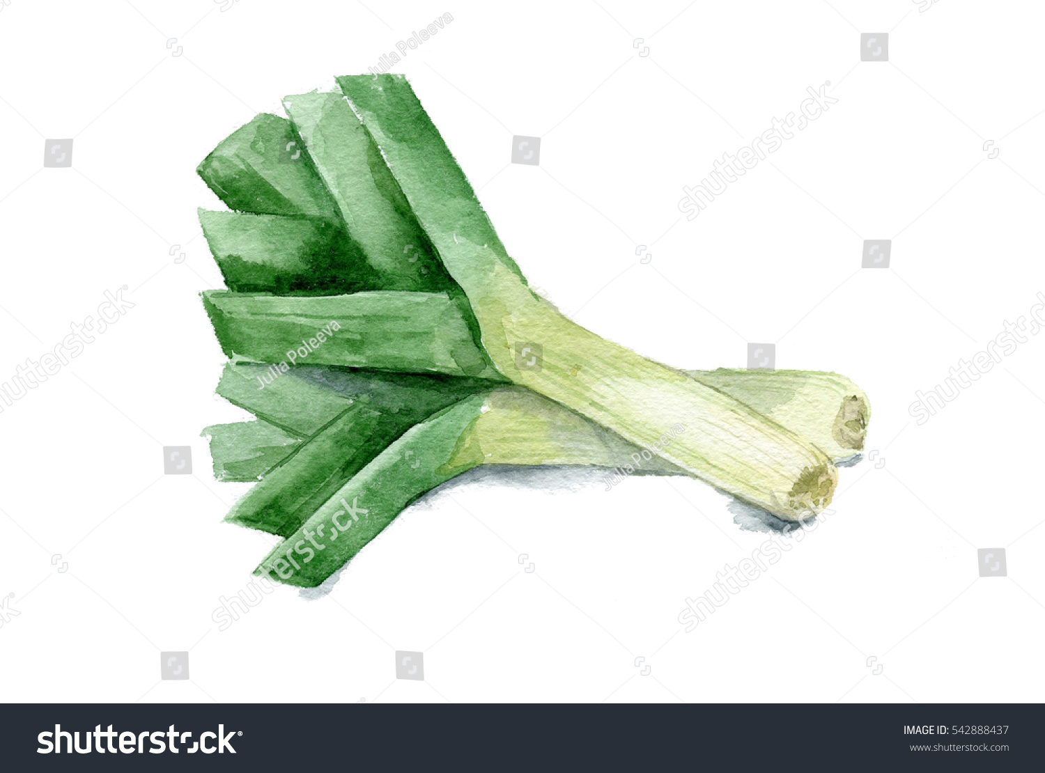 Fresh Green Leeks Watercolor Illustration Isolated Stock Illustration ... Fresh Green Leeks Watercolor Illustration Isolated Stock Illustration ...